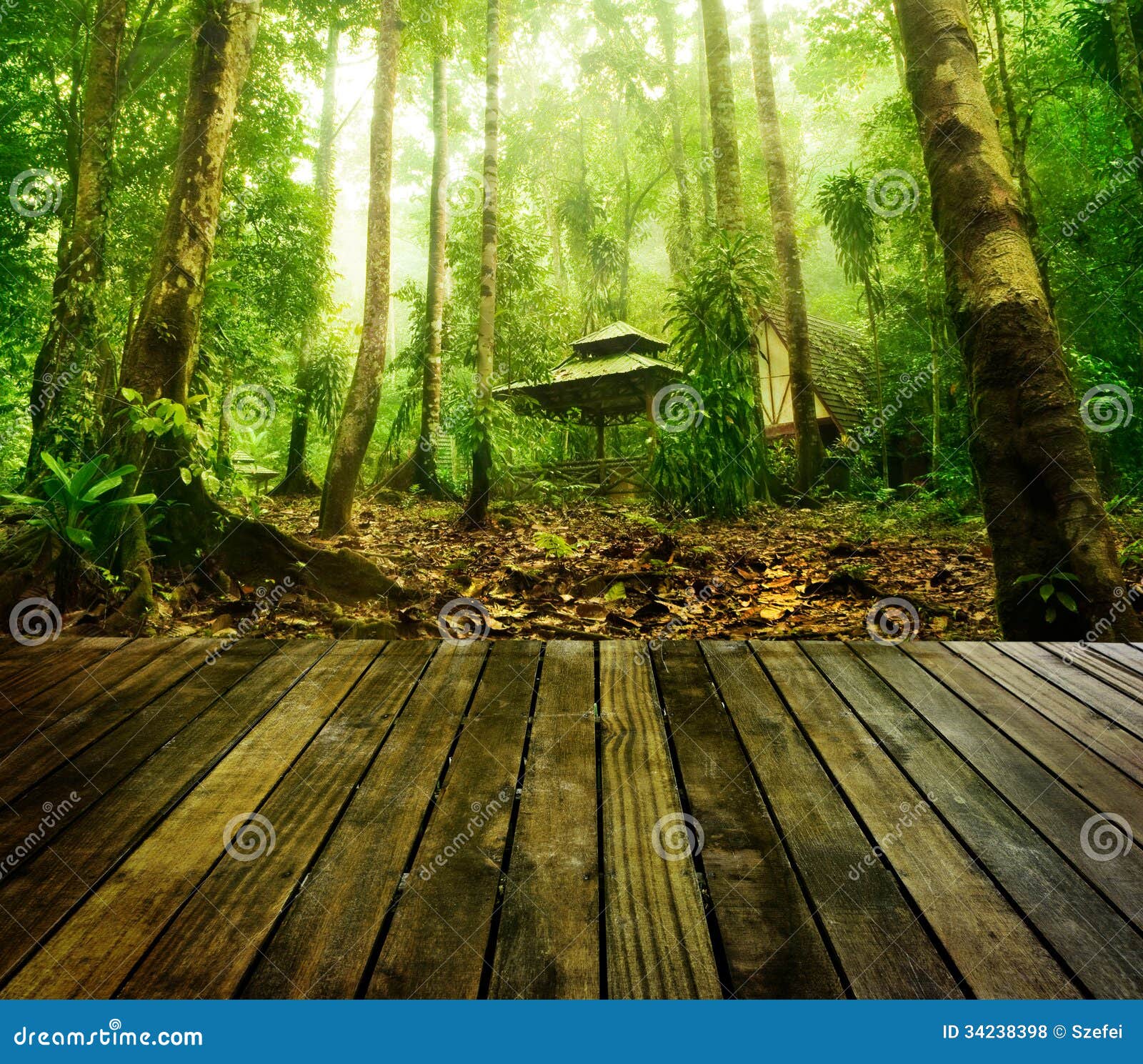 Floresta verde foto de stock. Imagem de verde, sunbeam - 34238398