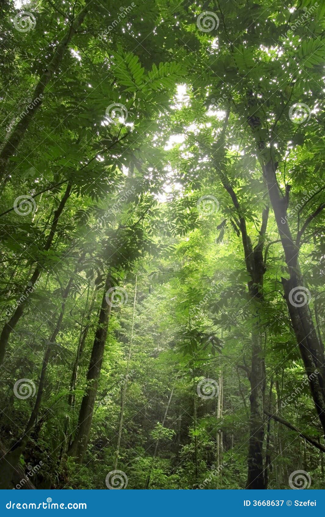 Floresta verde imagem de stock. Imagem de liberdade, nave - 3668637