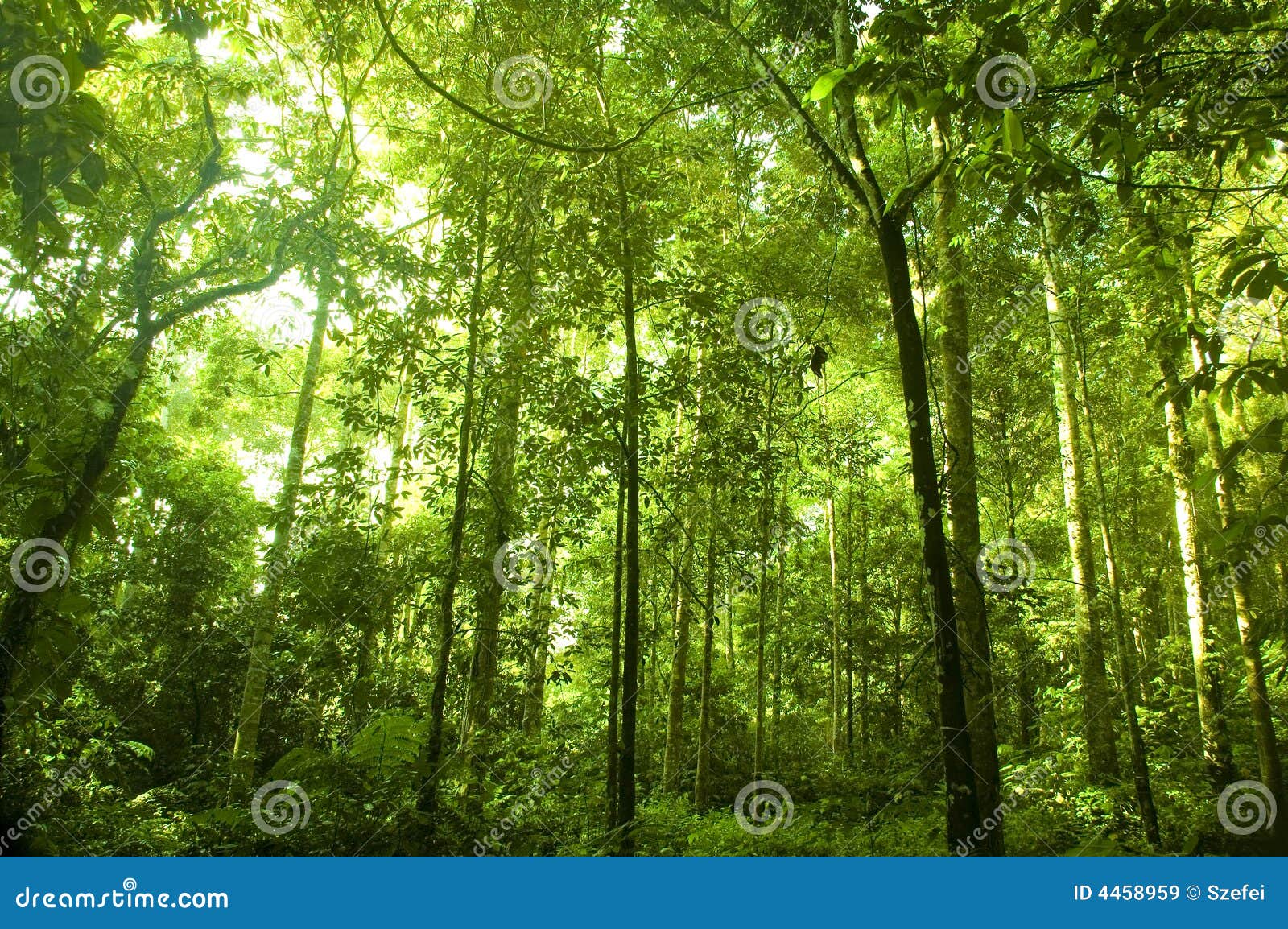 Floresta verde imagem de stock. Imagem de floresta, fundo - 4458959