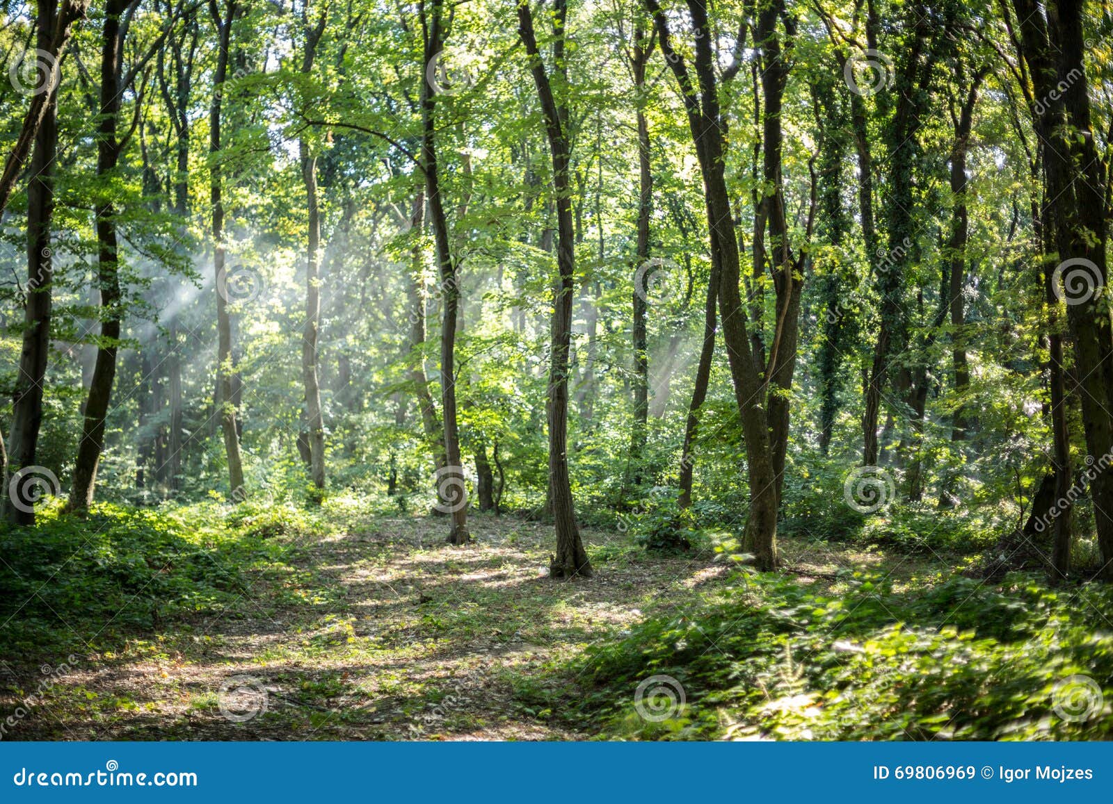 Floresta verde bonita imagem de stock. Imagem de botânica - 69806969
