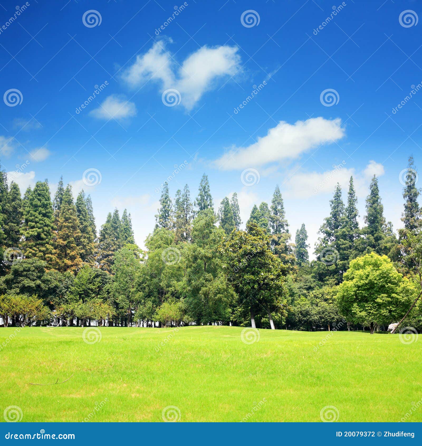 Floresta Verde Com Brilhante Foto de Stock - Imagem de rural, fileiras ...