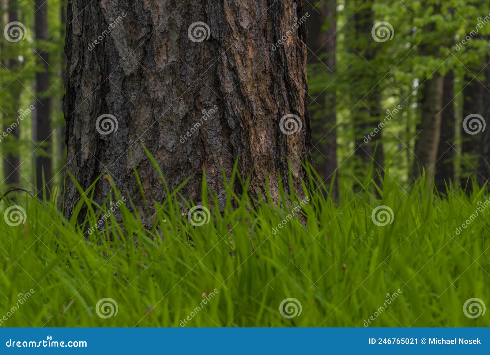 Floresta Verde Verde De Cor Verde Com Relva Fresca Imagem de Stock ...