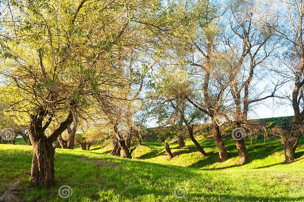 Floresta verde ensolarada imagem de stock. Imagem de folhagem - 31449159