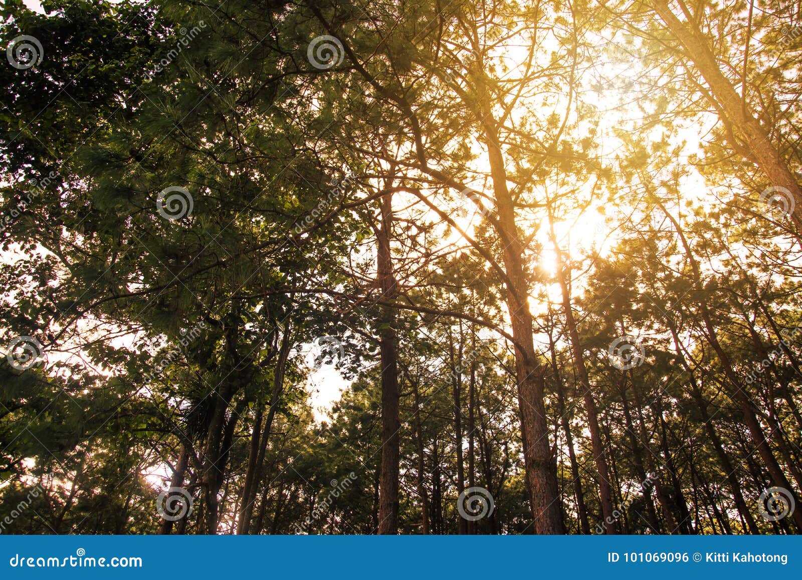 Floresta Verde Natural Do Pinho Foto de Stock - Imagem de bonito, lado ...