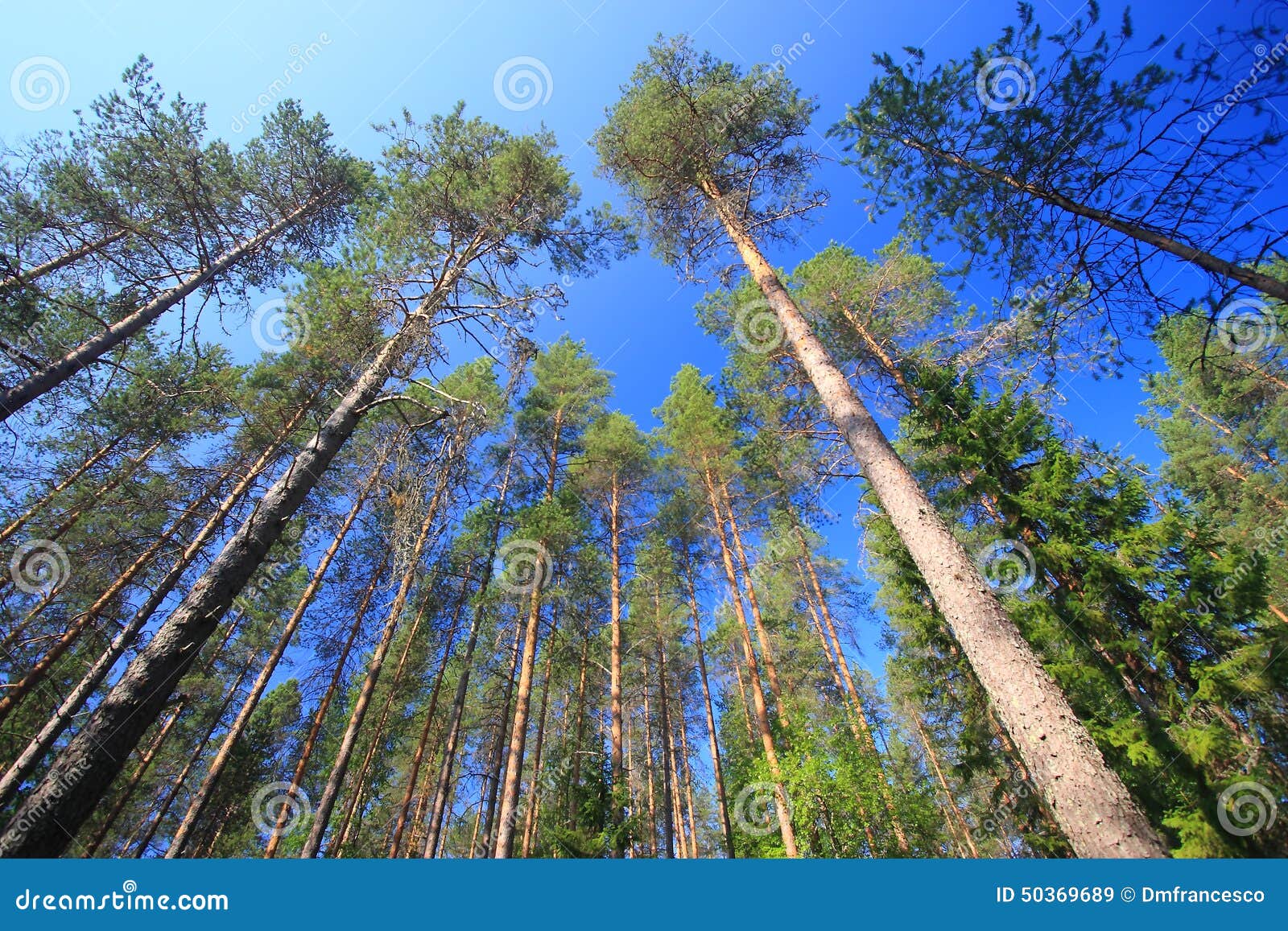 Florestas Temperadas De árvores Altas Imagem de Stock - Imagem de norte ...