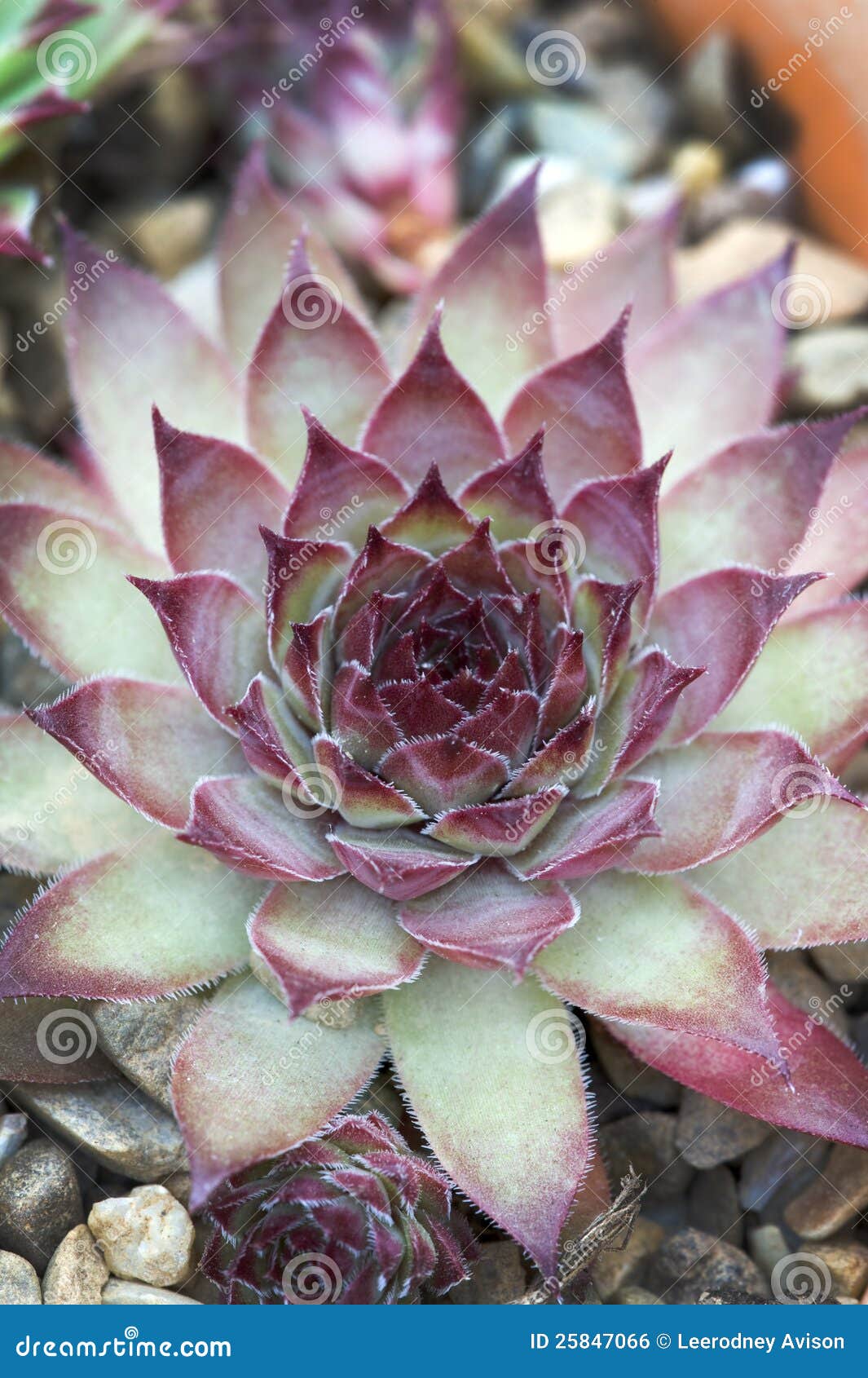 Florette de Sempervivum foto de archivo. Imagen de crecimiento - 25847066