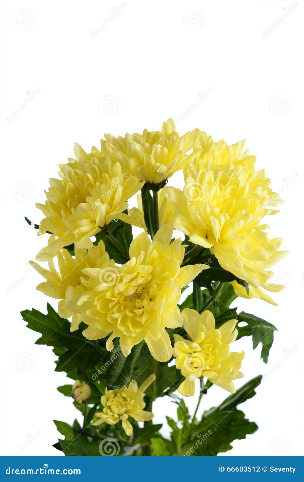 Florezca Un Arbusto Del Amarillo Del Crisantemo Foto de archivo ...