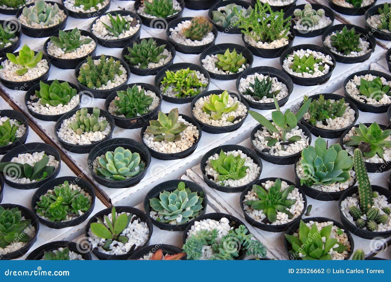 Floriculture stock photo. Image of ornamental, flower - 23526662