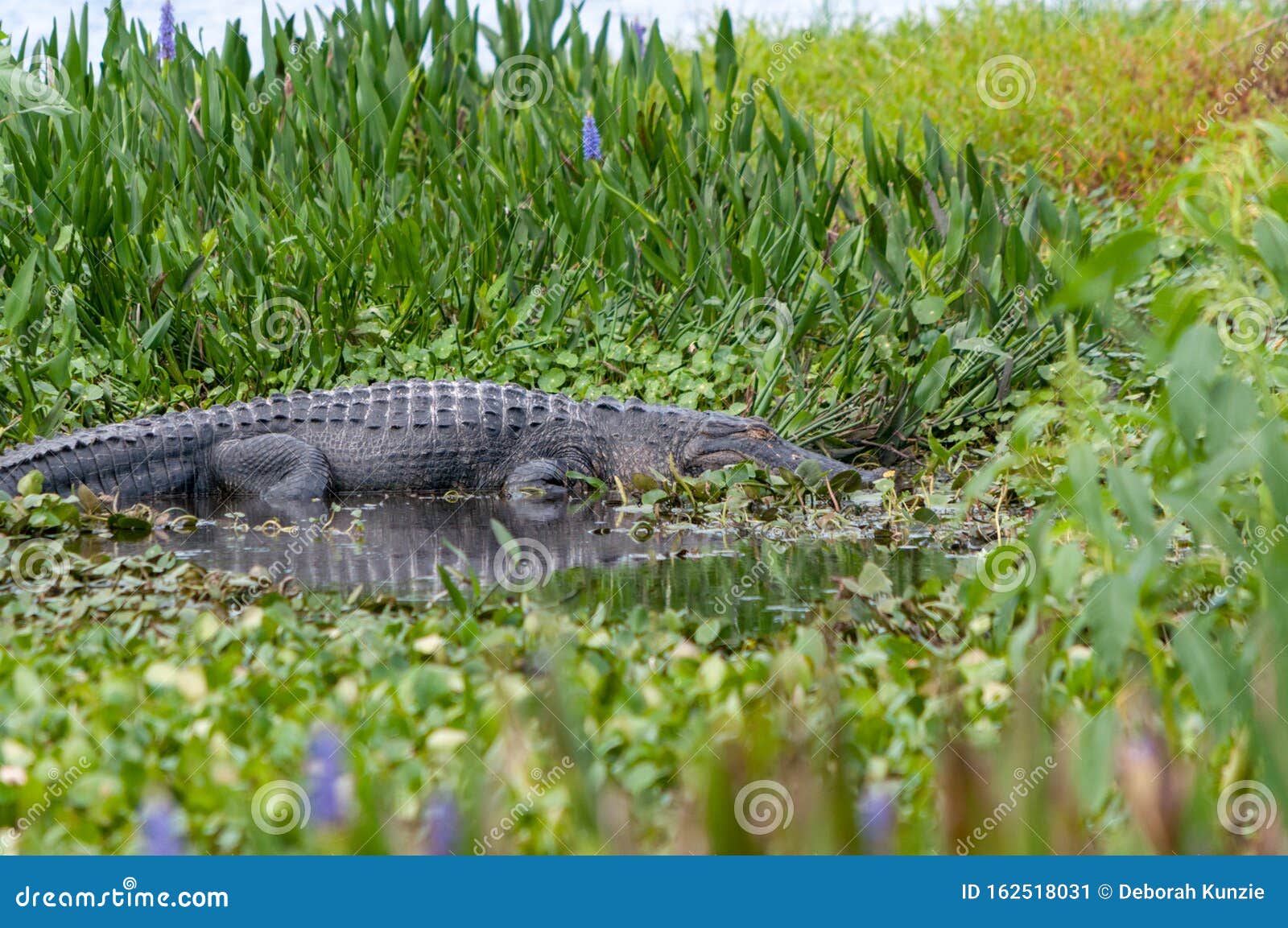 Florida Aligator Sleeping stock image. Image of florida - 162518031