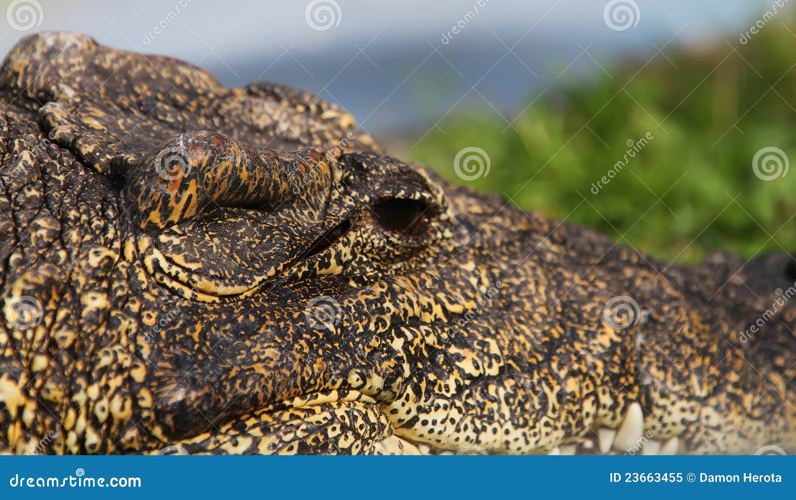 Florida Aligators Crocodiles Everglades Stock Image - Image of wildlife ...
