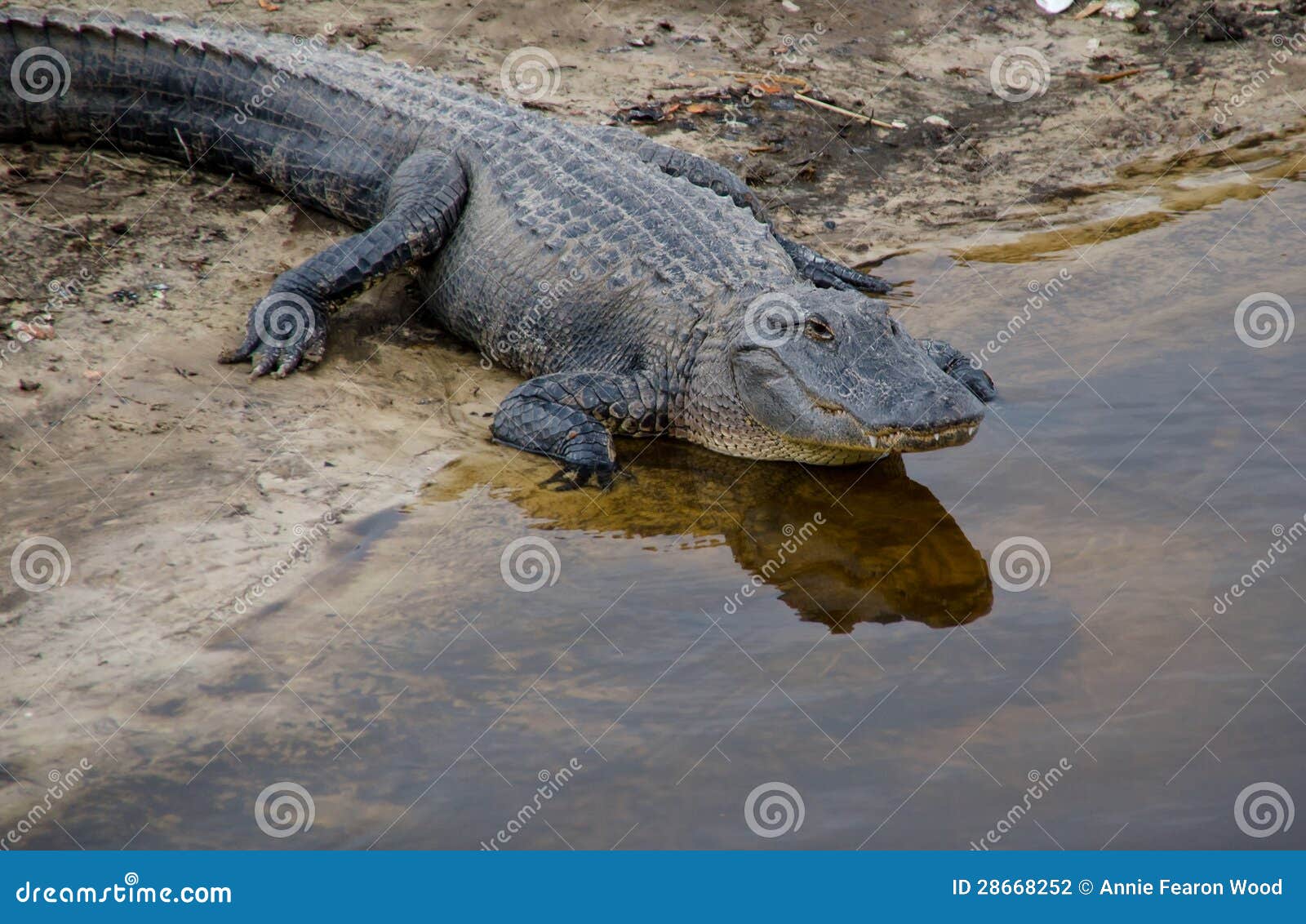 Florida alligator stock photo. Image of america, crocodiles - 28668252