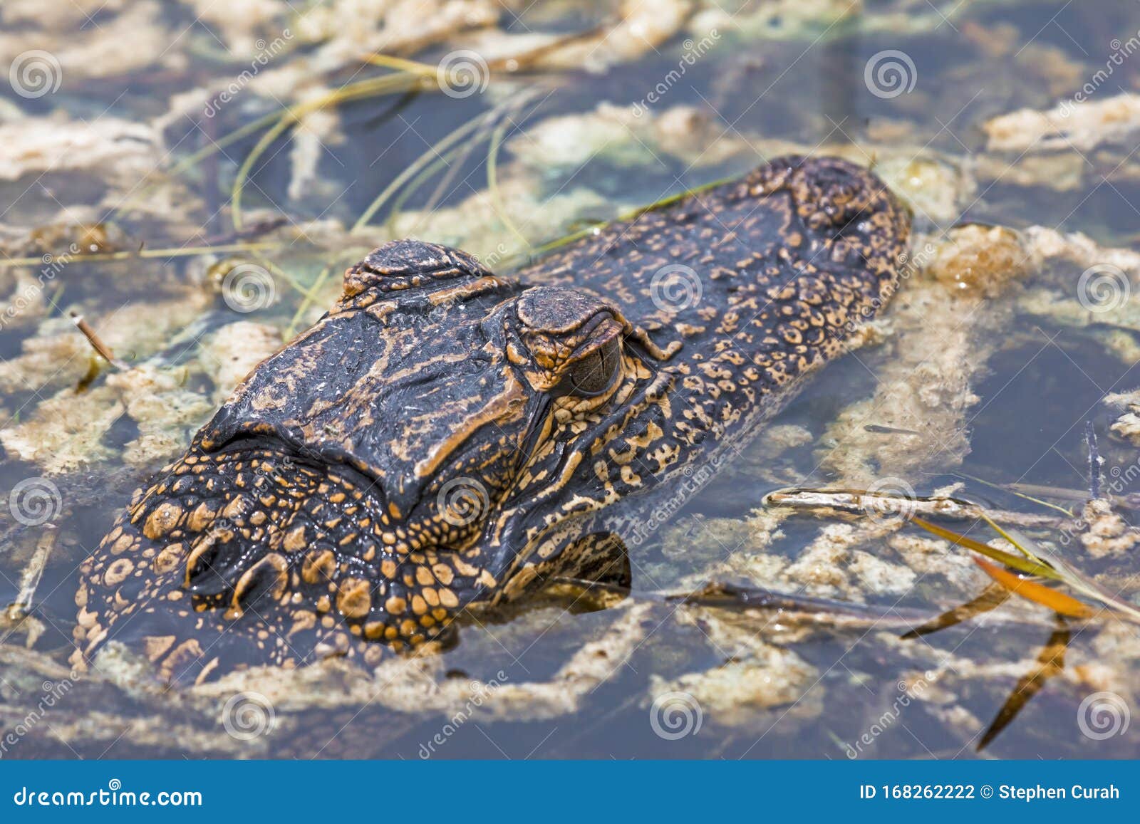 Florida Alligator Head Above the Surface Stock Photo - Image of snout ...