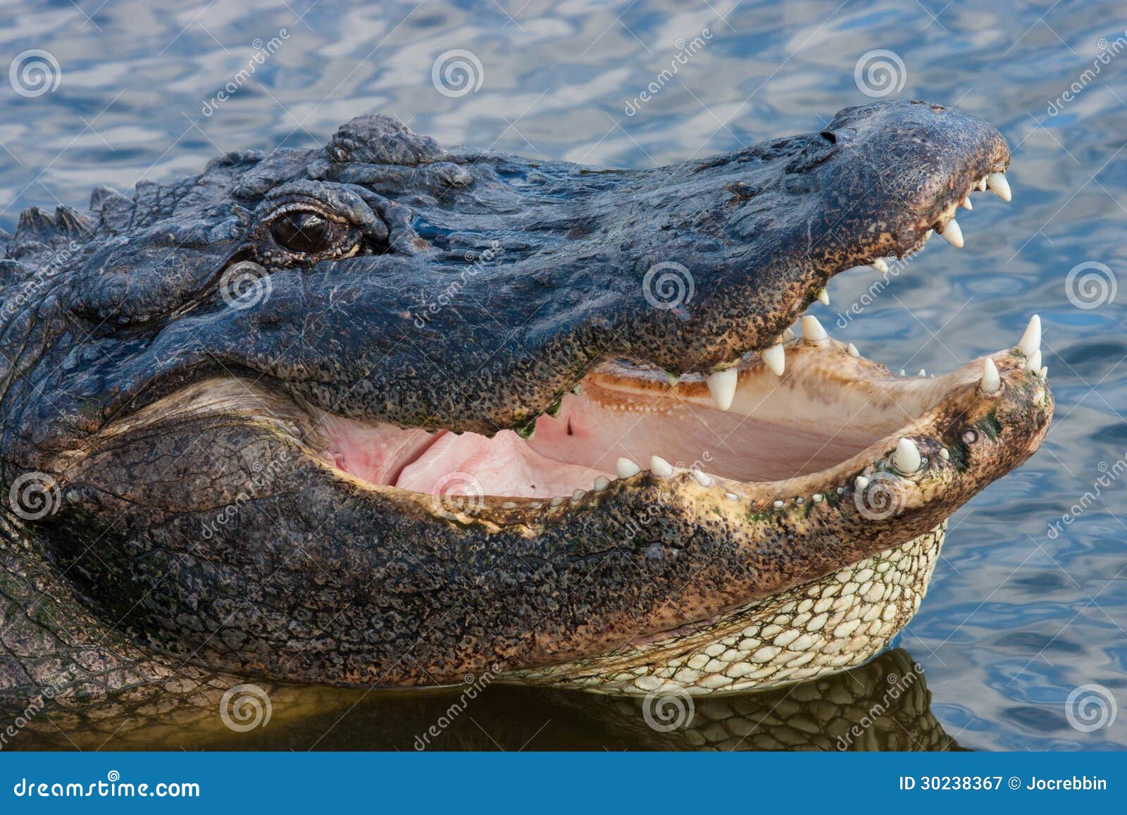 Florida Alligator Shows Teeth Stock Image - Image of lizard, resting ...
