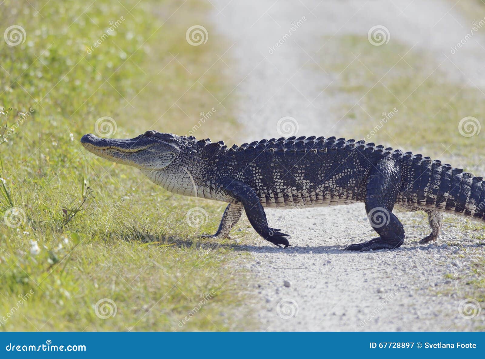 Florida Alligator Walking stock image. Image of predator - 67728897