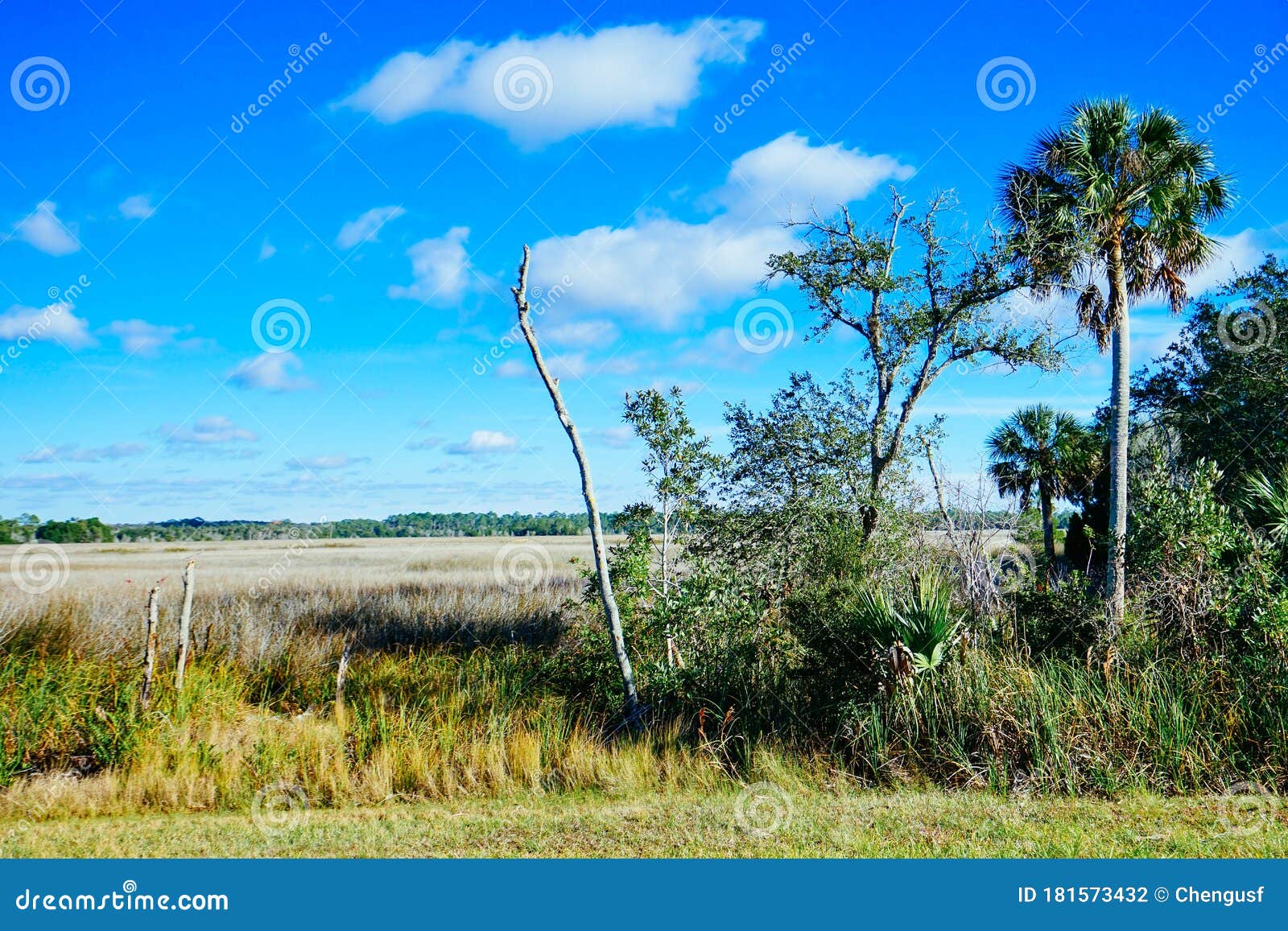 Florida beach and swamp stock photo. Image of gull, front - 181573432