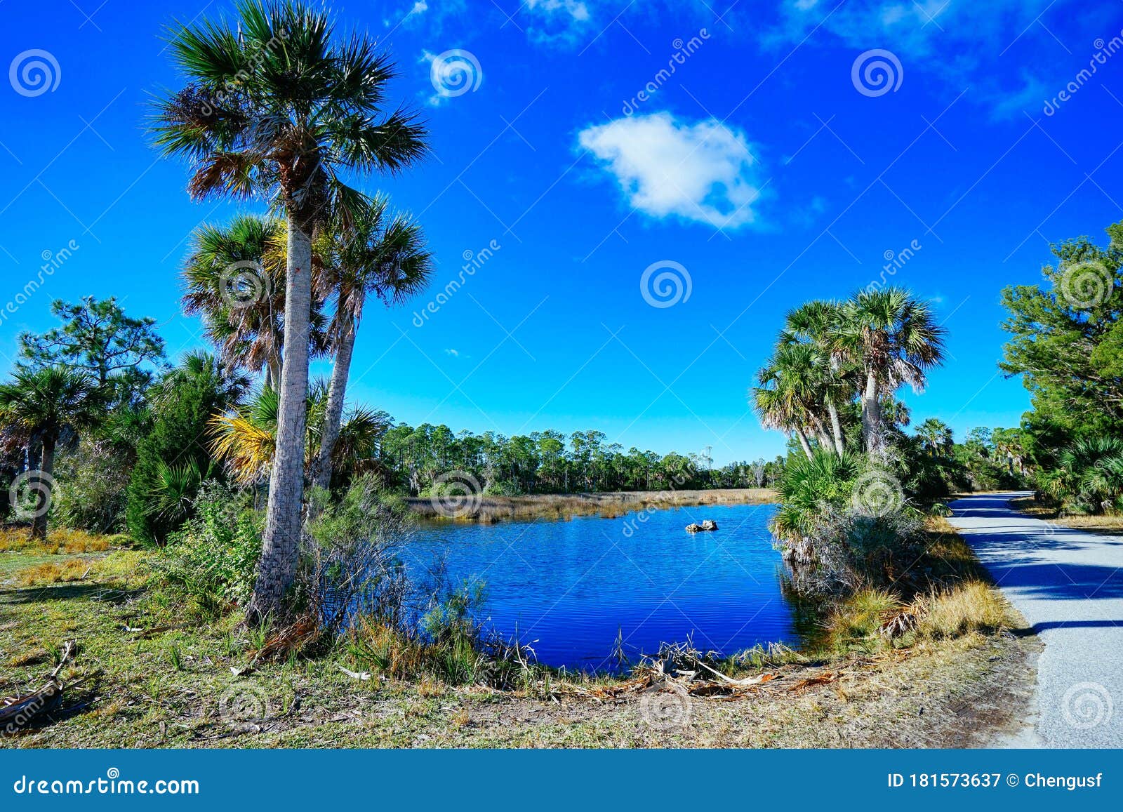 Florida beach and swamp stock image. Image of coast - 181573637