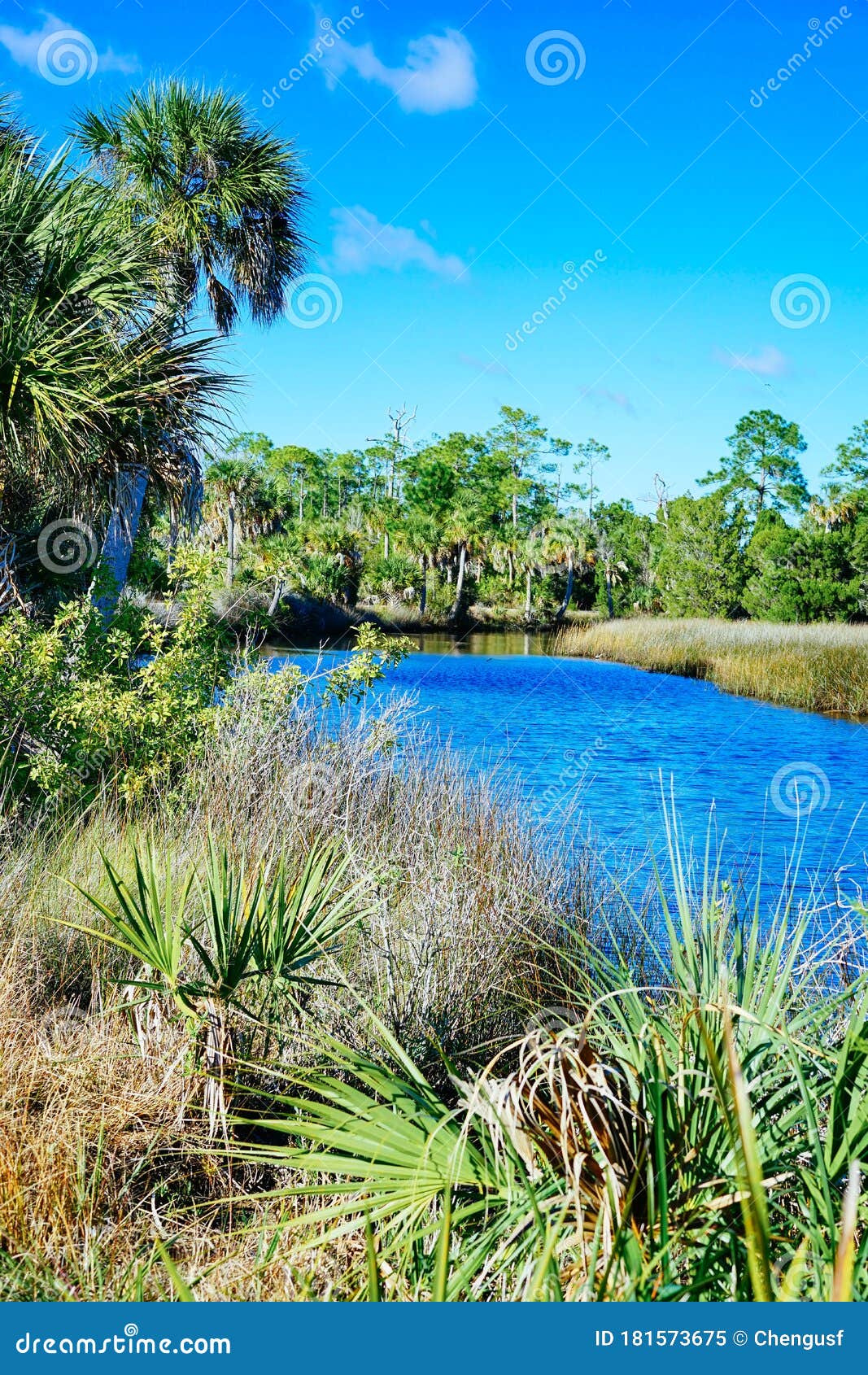 Florida beach and swamp stock image. Image of clean - 181573675