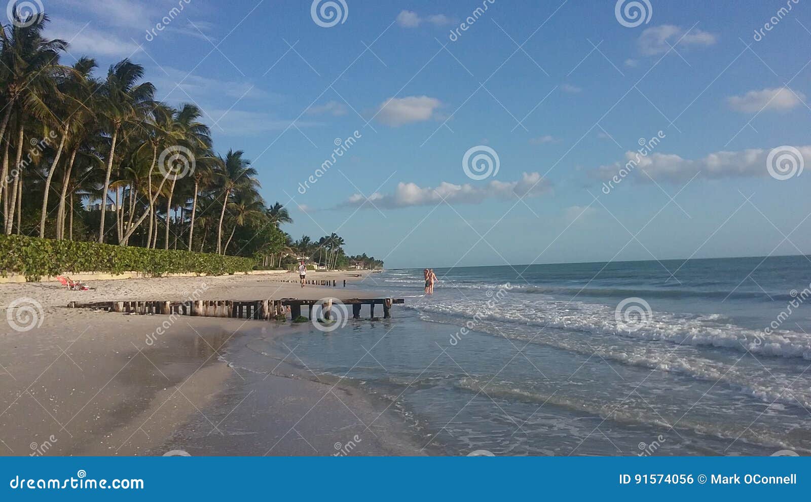 Florida beach scene stock photo. Image of beach, palms - 91574056