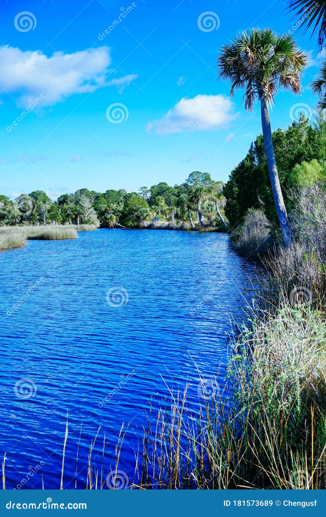 Florida beach and swamp stock image. Image of beautiful - 181573689