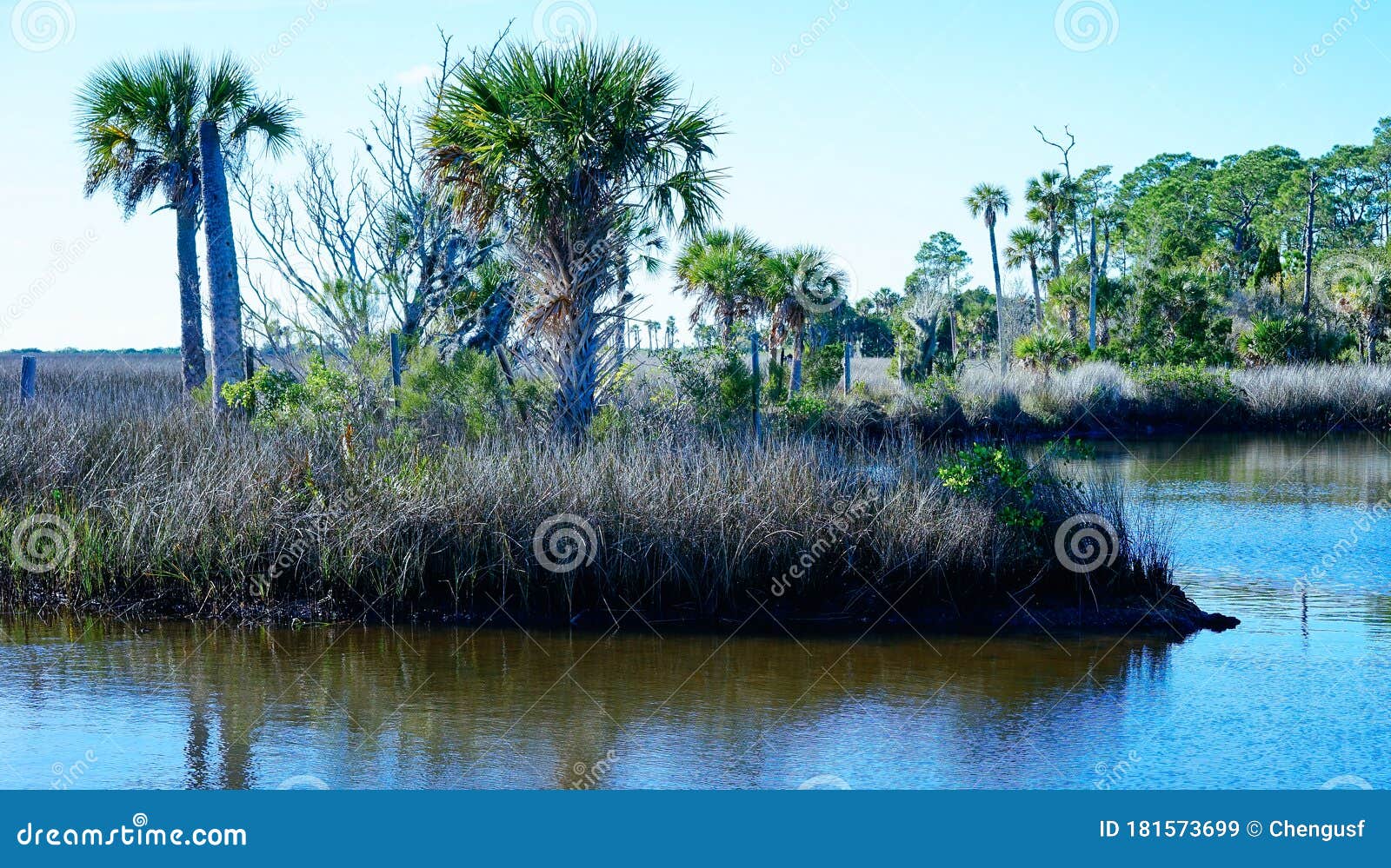 Florida beach and swamp stock image. Image of hunt, docking - 181573699