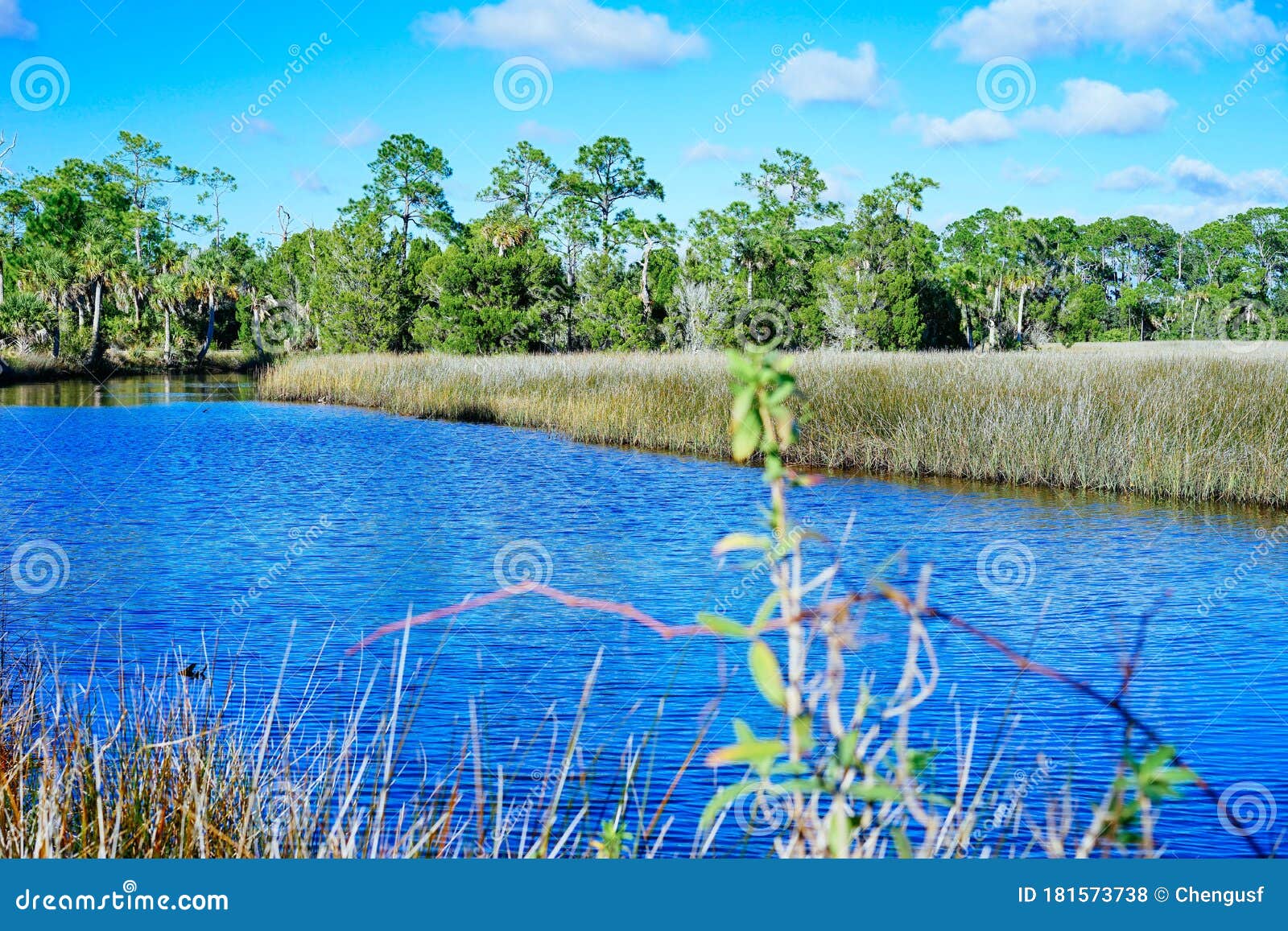 Florida beach and swamp stock photo. Image of clear - 181573738