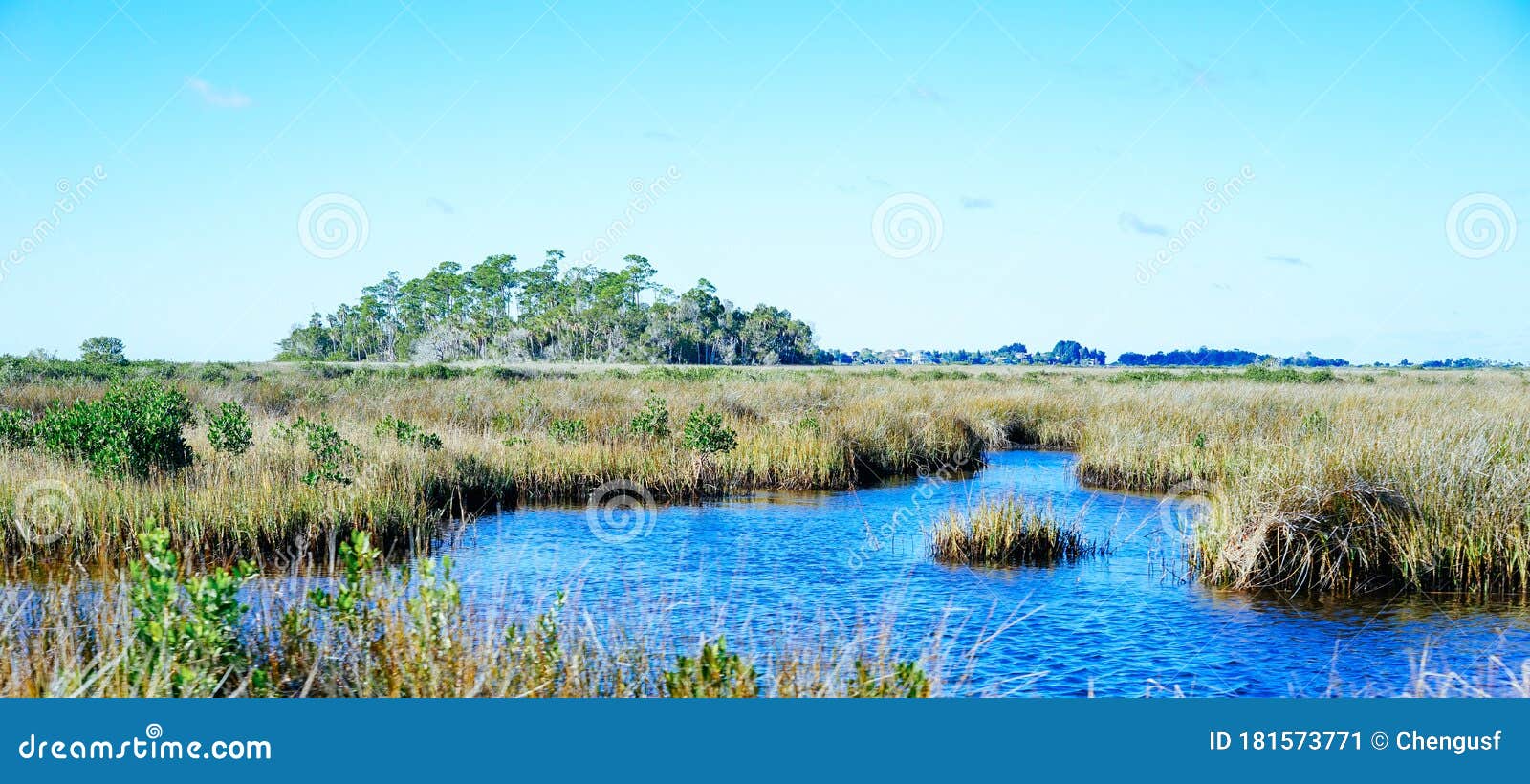 Florida beach and swamp stock image. Image of island - 181573771