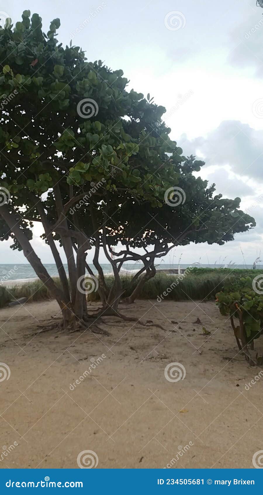 Florida Beach Tree Ocean Sand Sky Clouds Stock Image - Image of clouds ...
