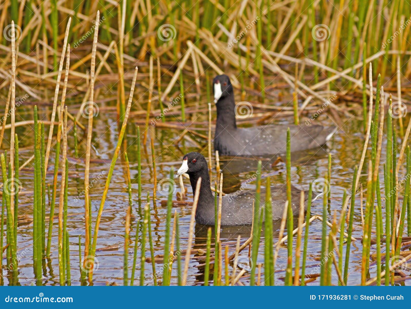 American Coot in the Everglades Stock Image - Image of rump, water ...