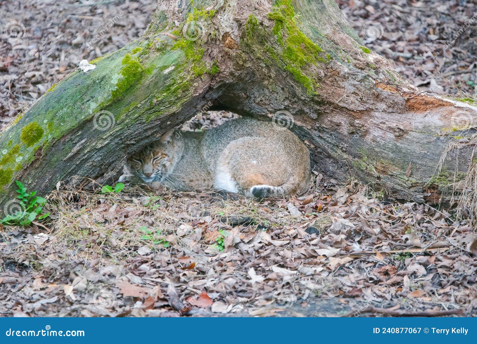 Florida Bobcat stock image. Image of feline, eyes, cute - 240877067