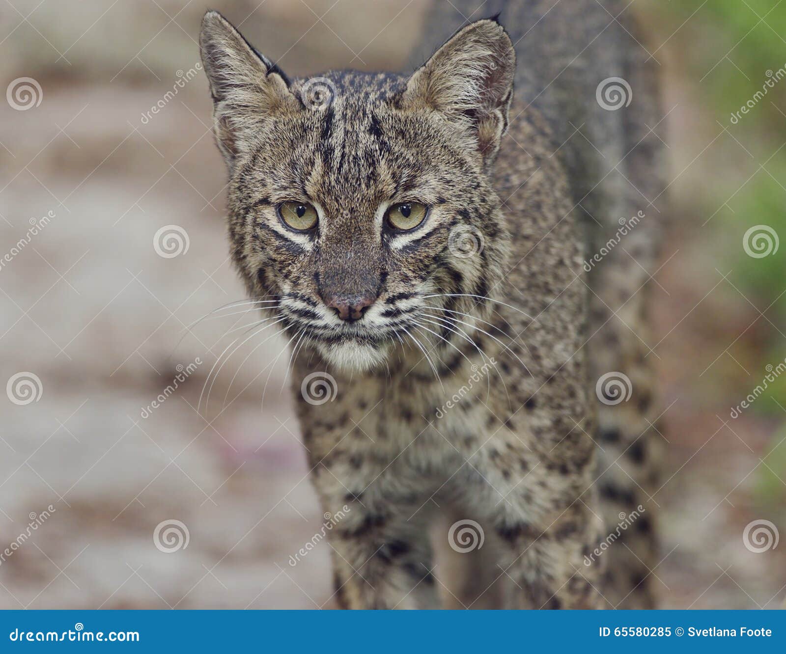 Florida Bobcat in Wild stock image. Image of bobcat, outdoor - 65580285