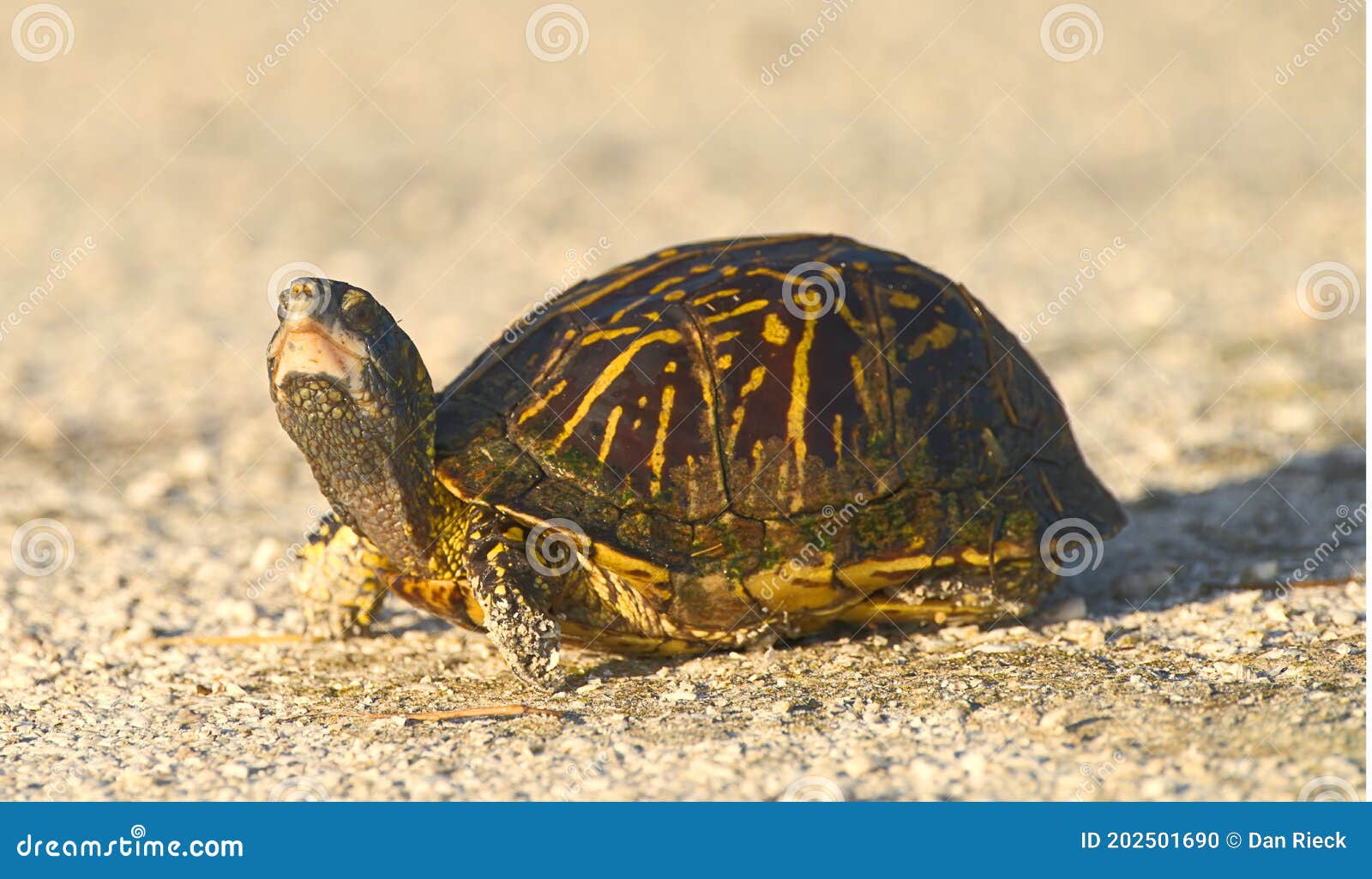 Florida Box Turtle Crossing a Dirt Path in Central Florida Stock Photo ...