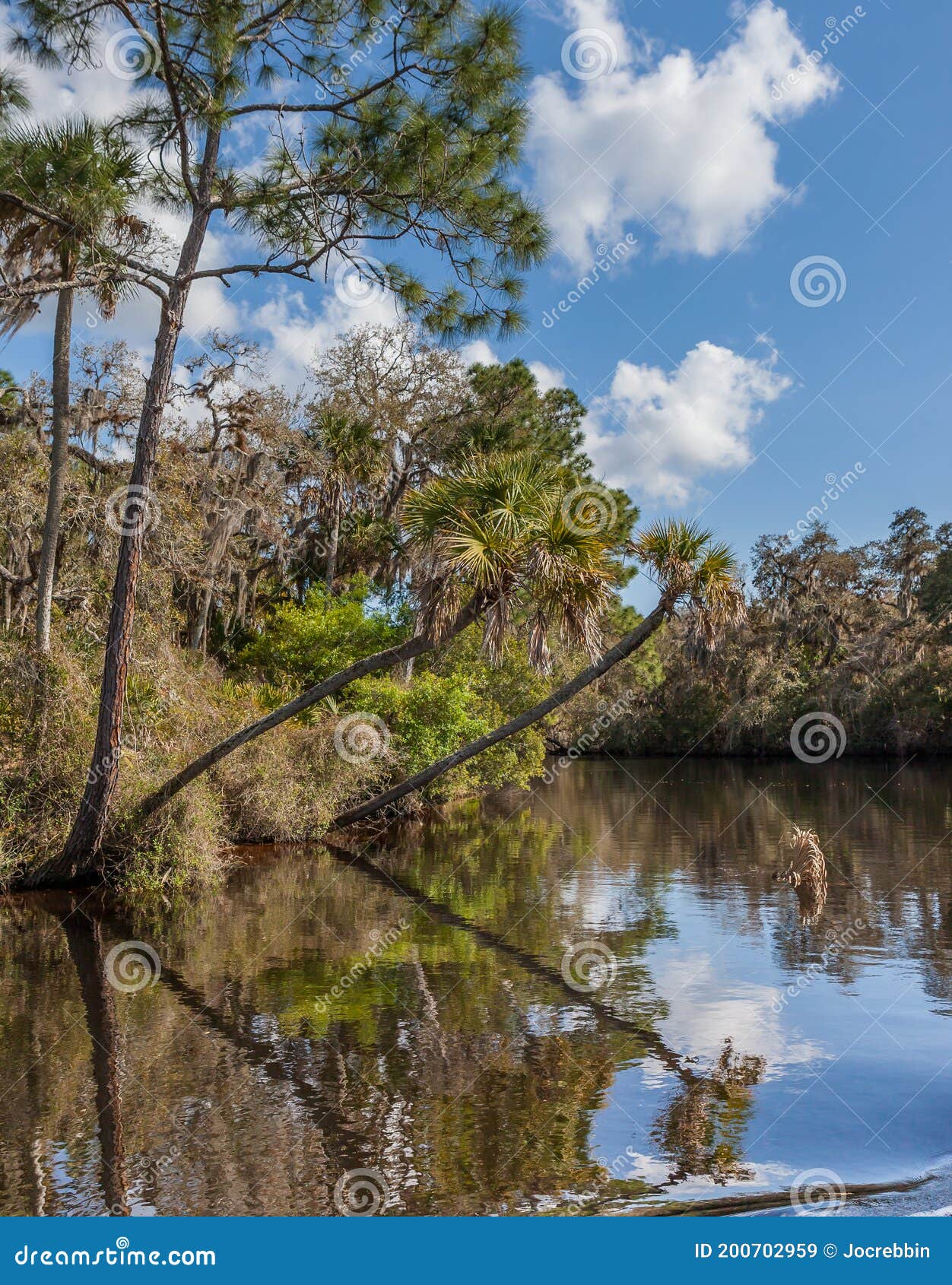 Florida Cabbage Palms Hang Low in the Water in Everglades Stock Image ...