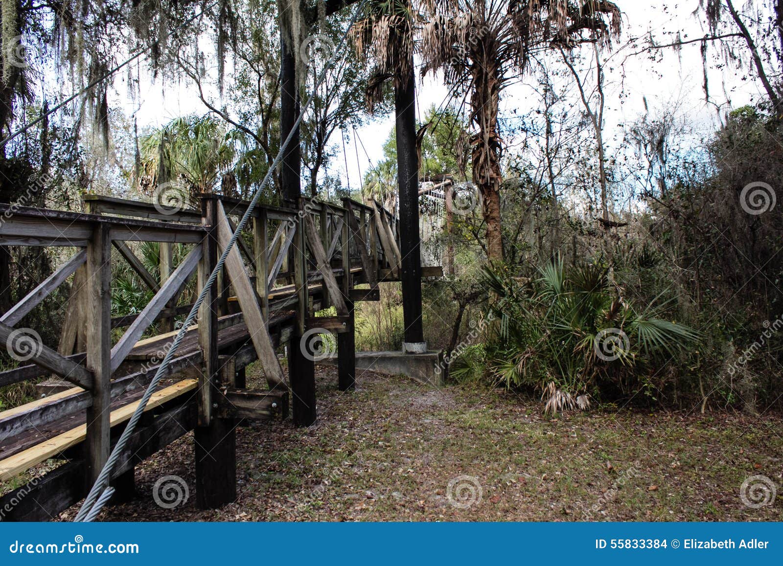 Florida Canopy Walkway stock photo. Image of open, field - 55833384