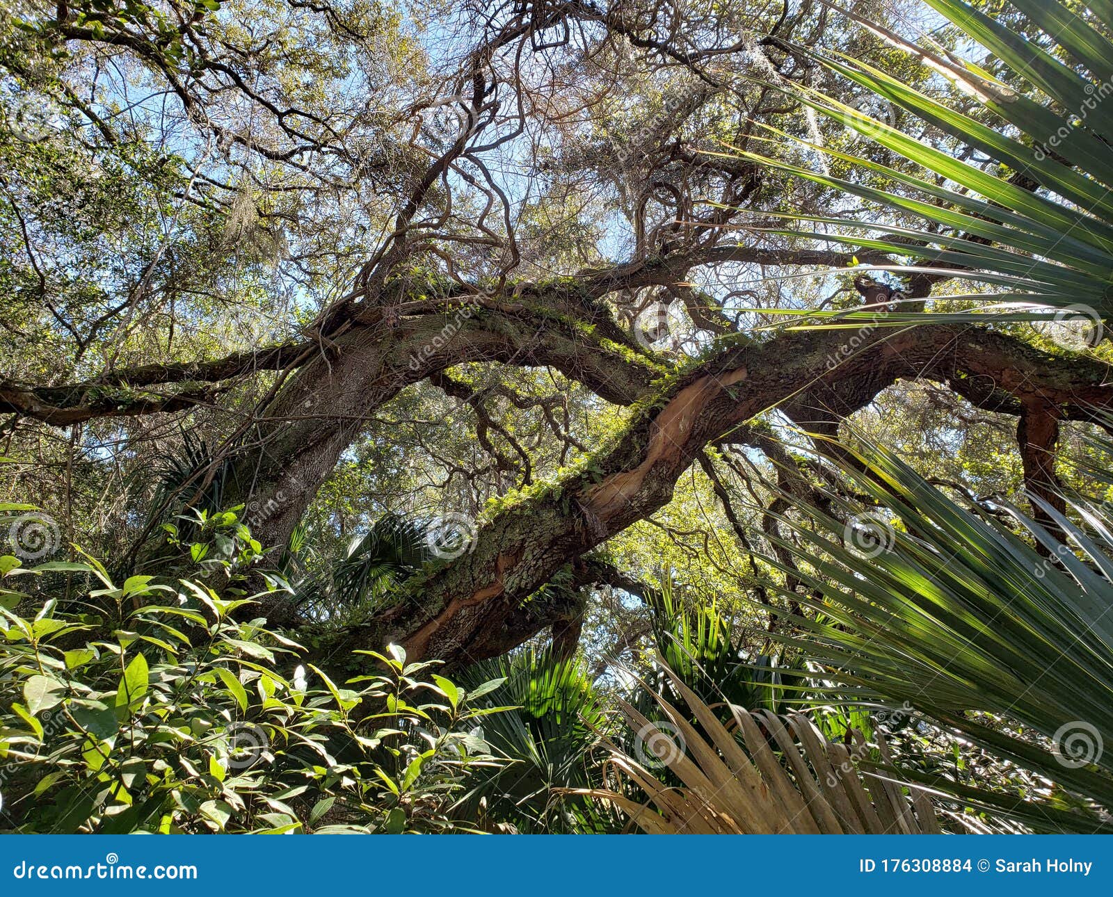 Florida Cedar Tree Nature Coast Hiking Stock Photo - Image of florida ...