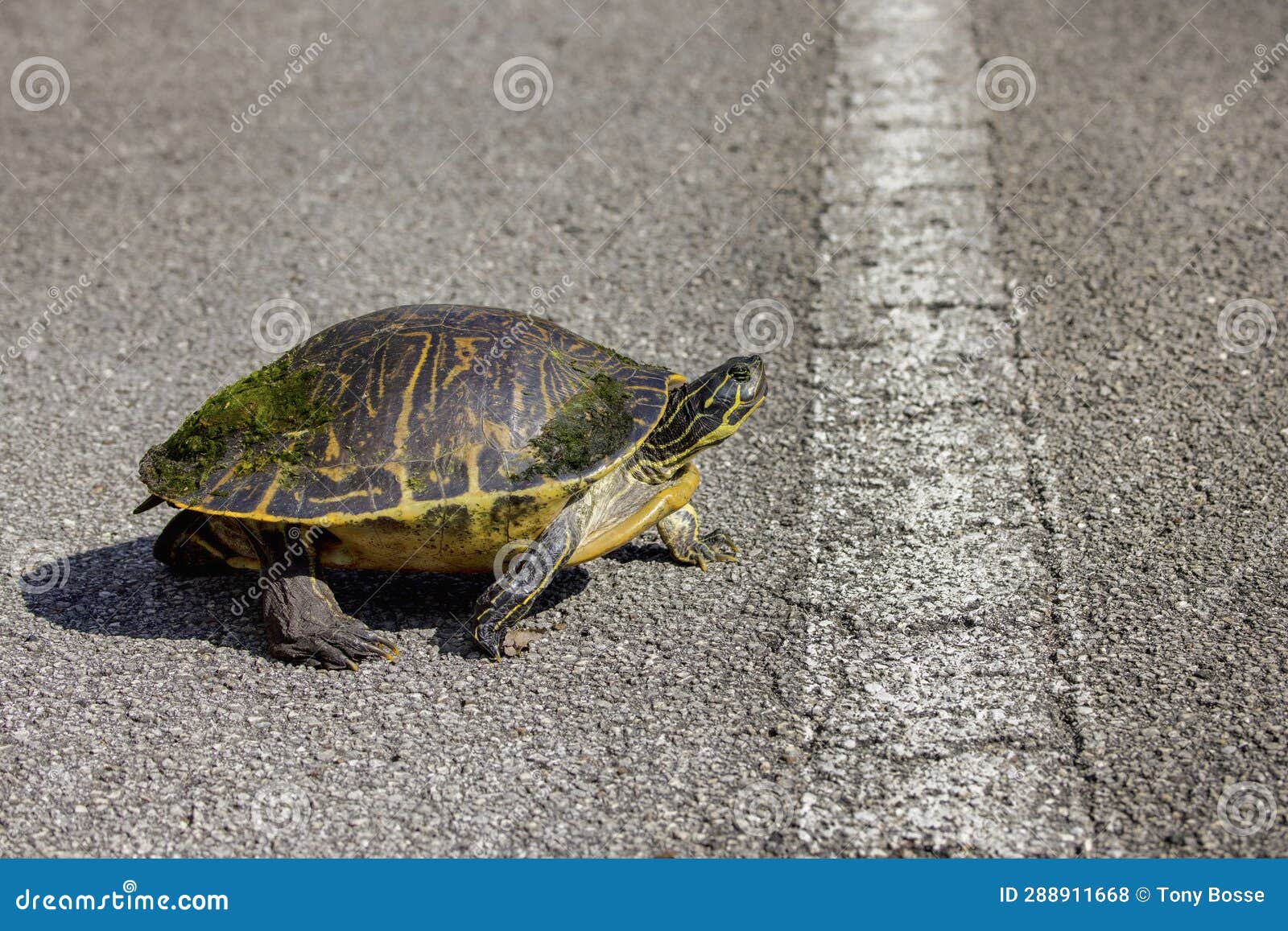 Florida Chicken Turtle Crossing a Road Stock Photo - Image of fauna ...