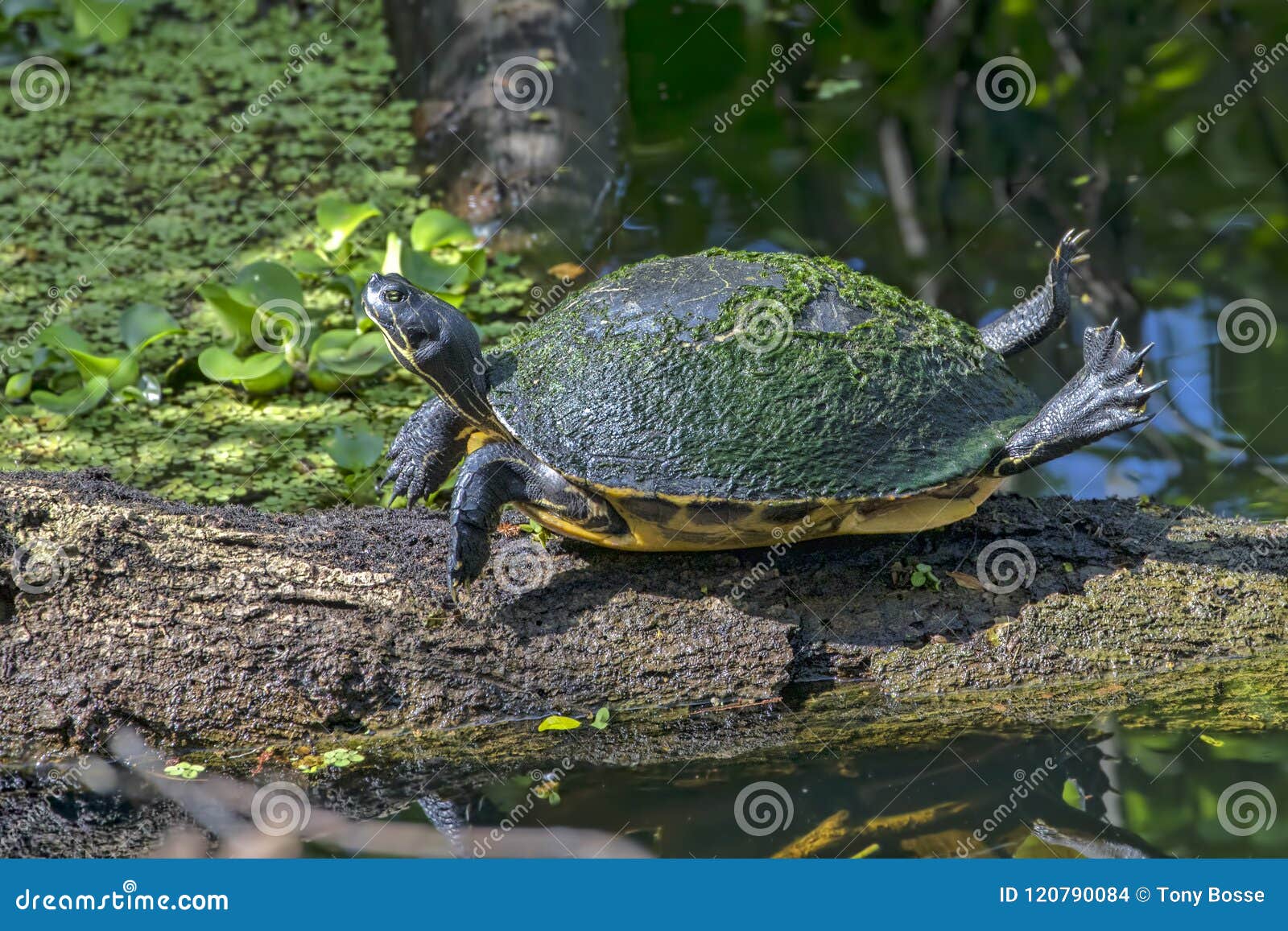 Florida Chicken Turtle Sunning on a Tree Limb Stock Photo - Image of ...