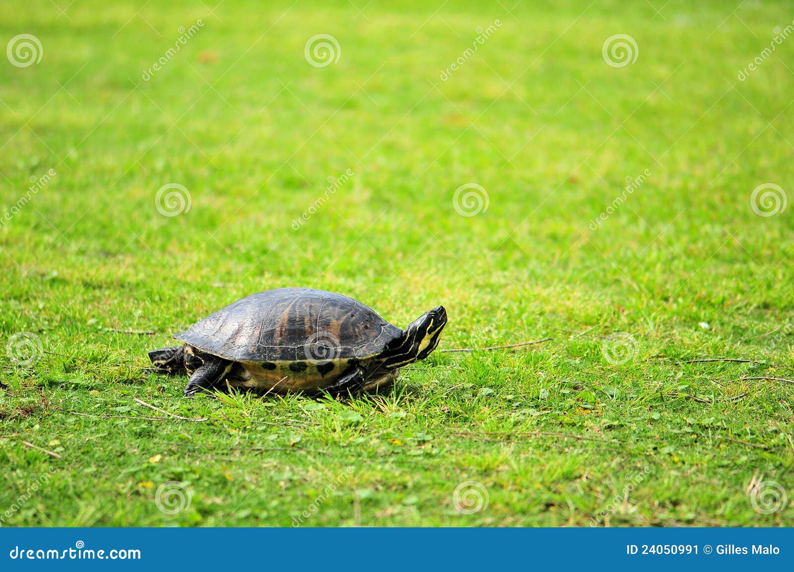 Florida Coastal Turtle stock image. Image of shells, reptile - 24050991