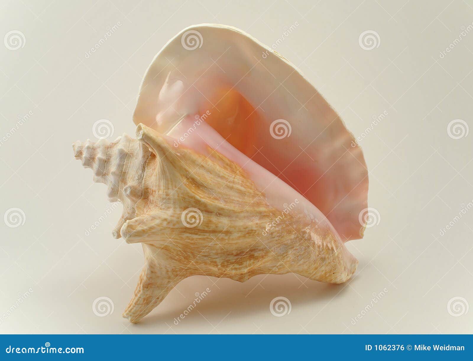 Florida Conch stock photo. Image of mexico, travel, island - 1062376