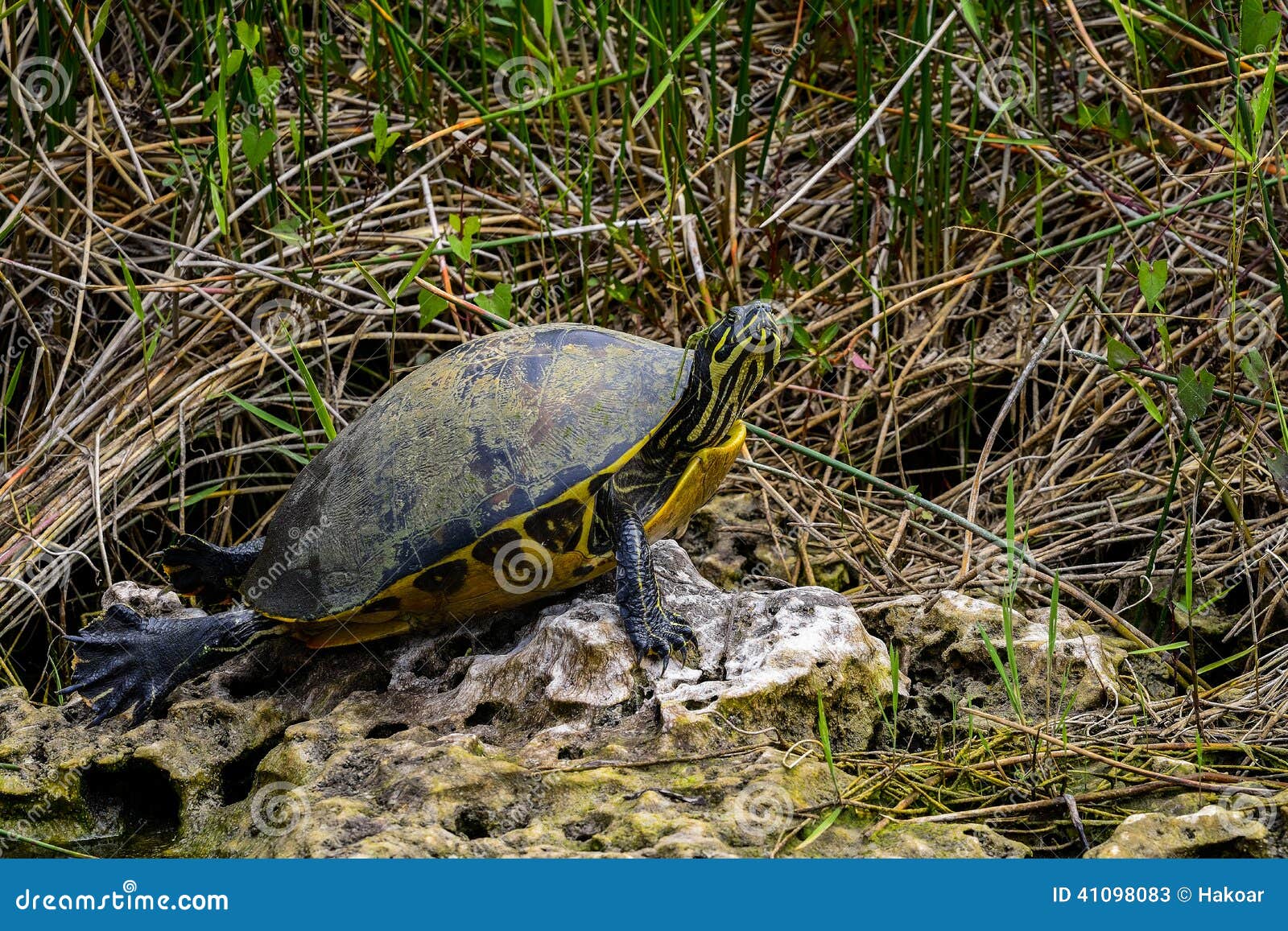 Florida cooter, everglades stock image. Image of turtle - 41098083