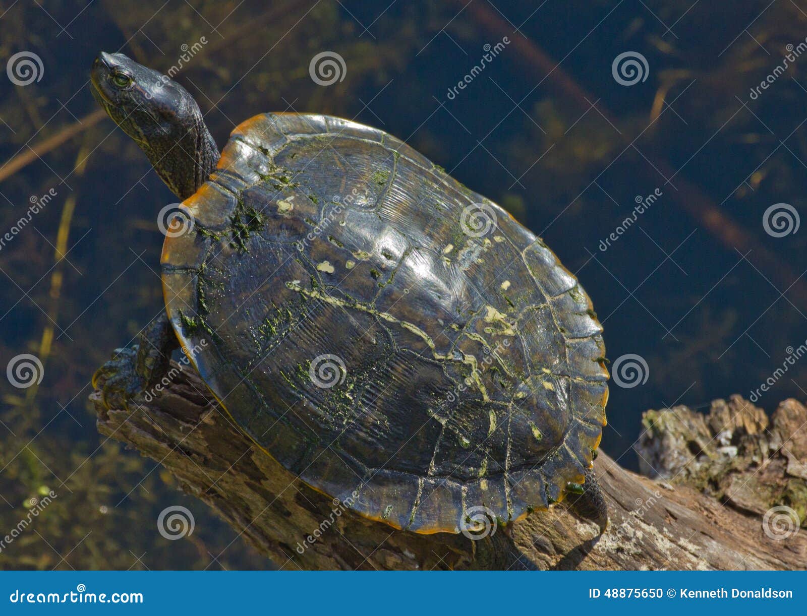 Florida Turtle on Log stock photo. Image of pseudemys - 48875650
