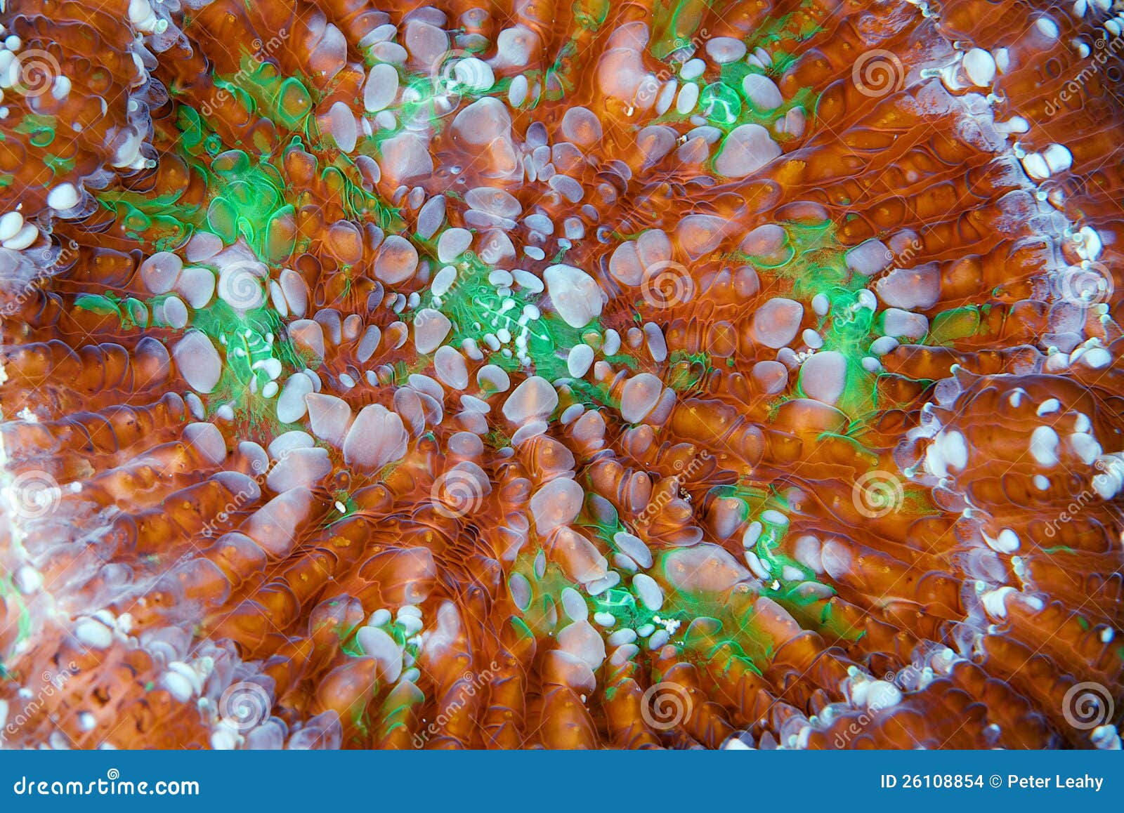 Florida Corallimorph stock photo. Image of beach, caribbean - 26108854