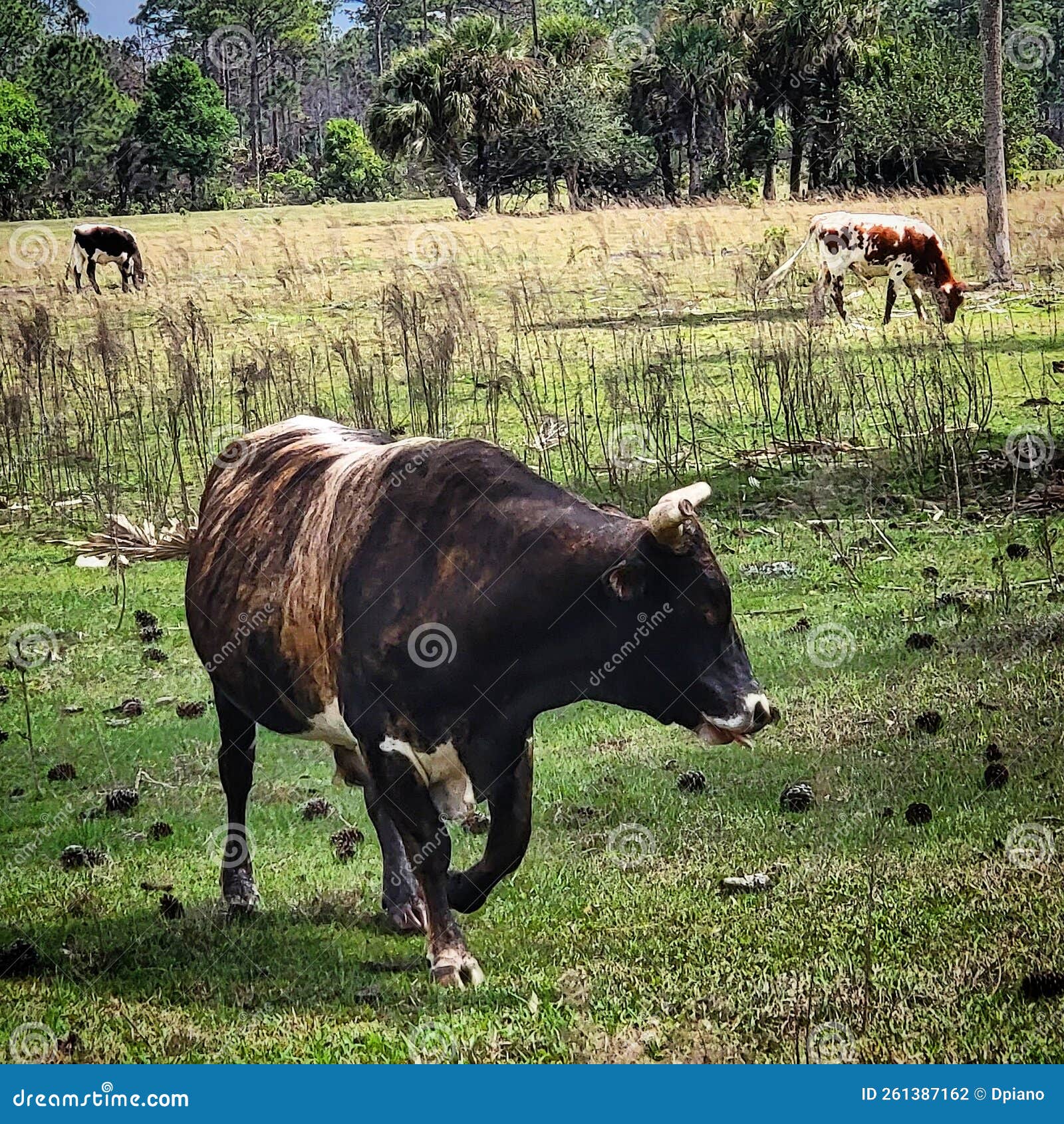 Florida Cracker Cattle stock photo. Image of field, sheep - 261387162