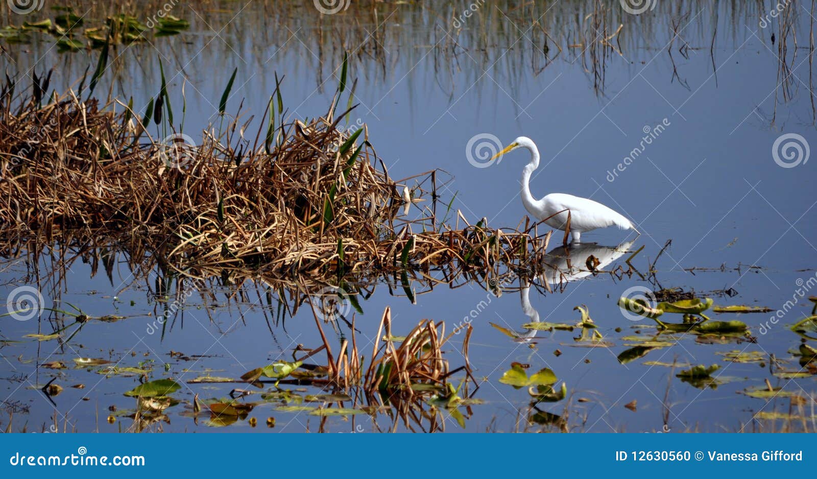 Florida Crane stock photo. Image of lakes, beak, africa - 12630560