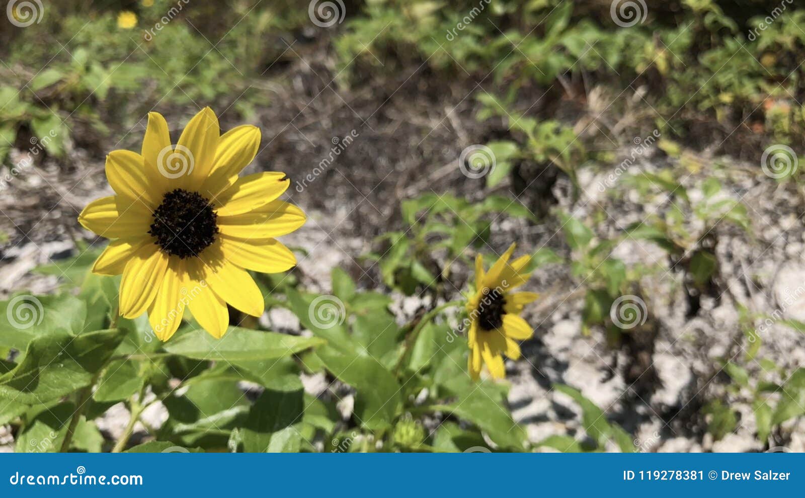 Florida Daisies stock image. Image of beautiful, florida - 119278381
