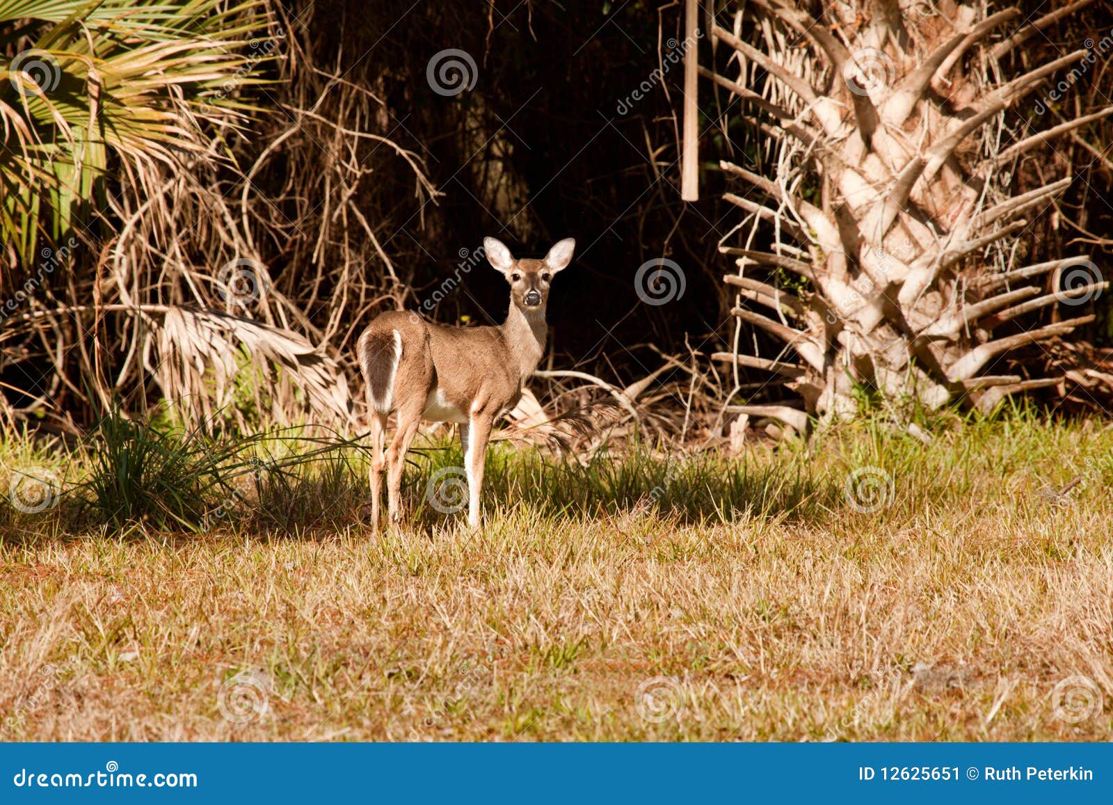 Florida Deer stock image. Image of wildlife, florida - 12625651