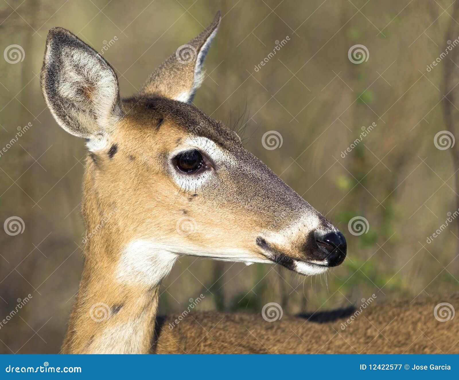 Florida Deer in the Everglades National Park Stock Image - Image of ...
