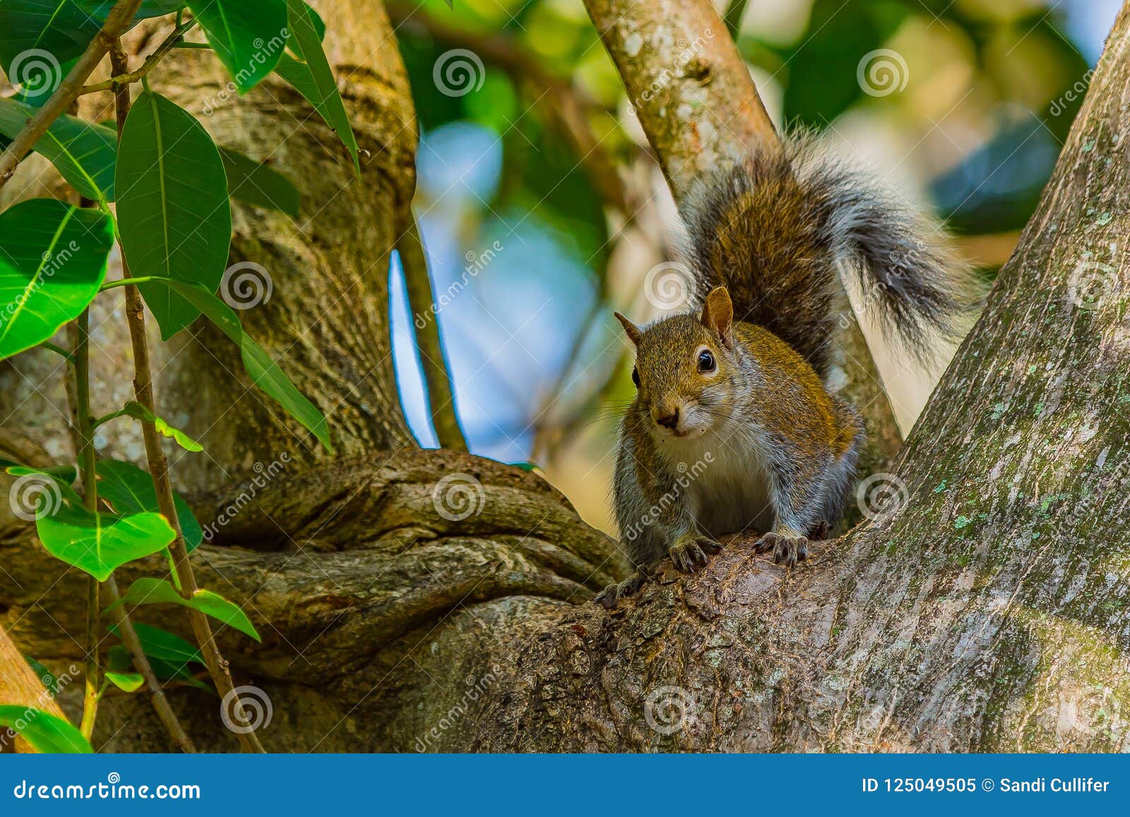 Up in the Tree with a Squirrel Stock Image - Image of limb, curves ...