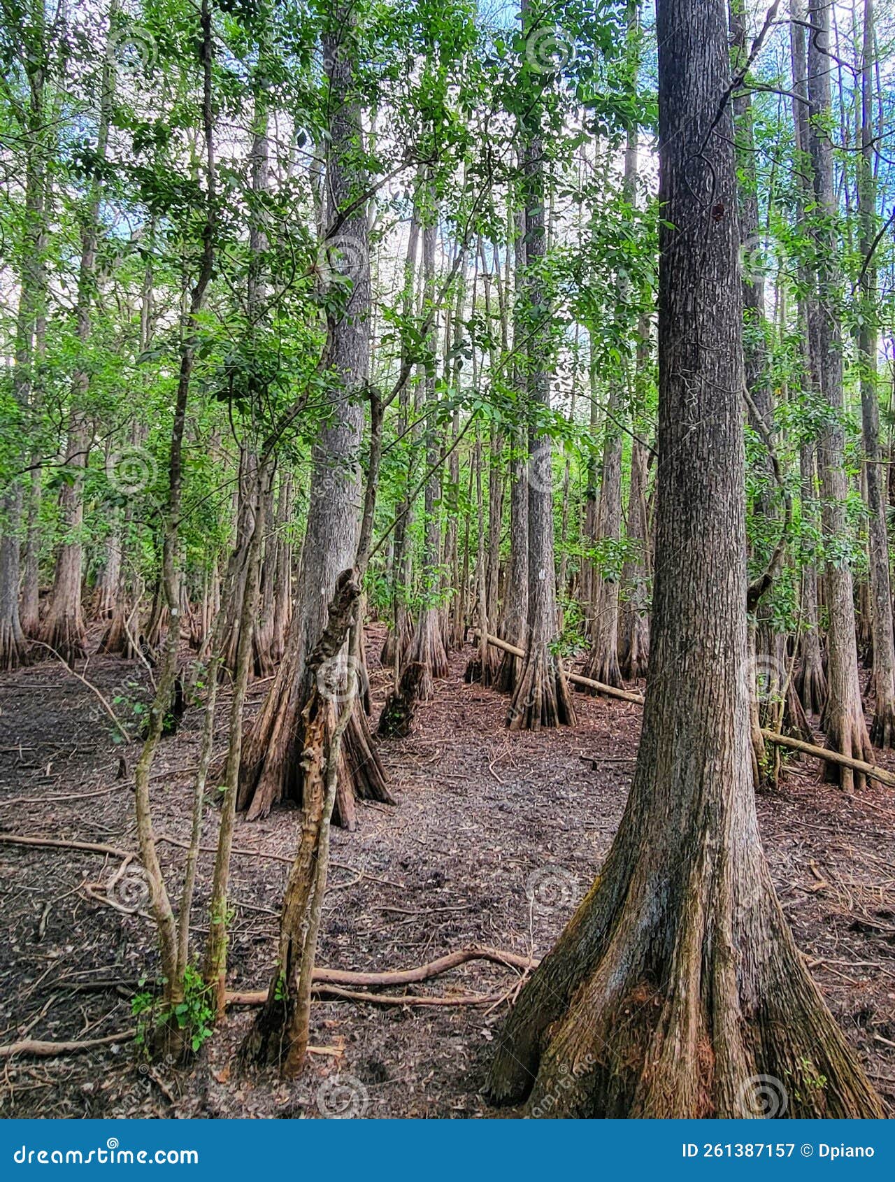 The Florida Everglades during Dry Season Stock Image - Image of florida ...