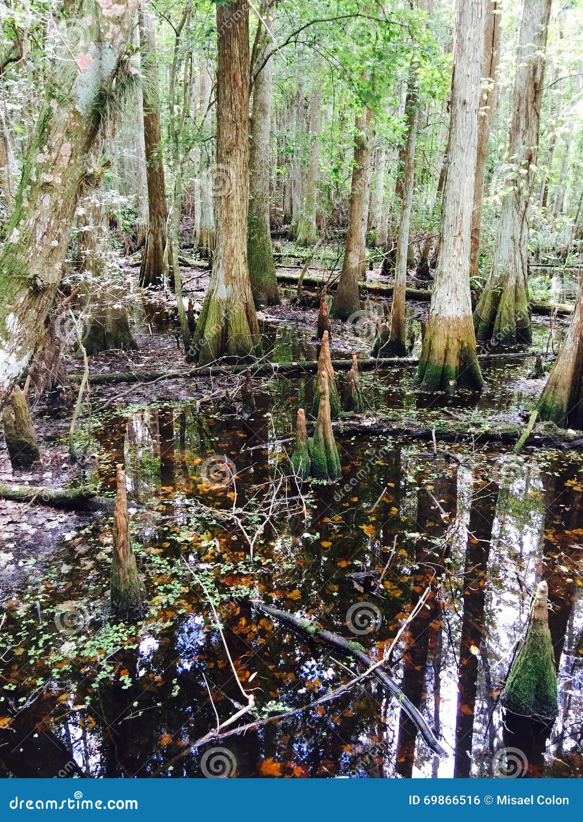 Florida Everglades Nature Beautiful Tree Wildlife Wild Stock Photo ...