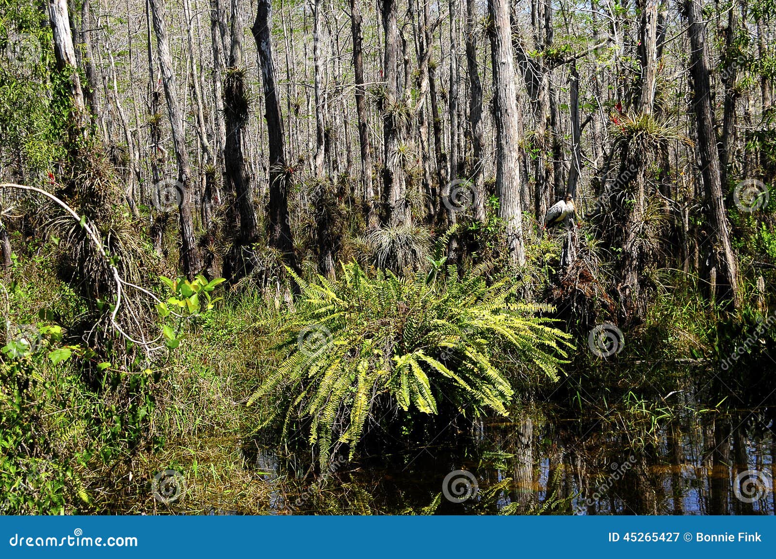 Florida Everglades stock image. Image of grass, marsh - 45265427